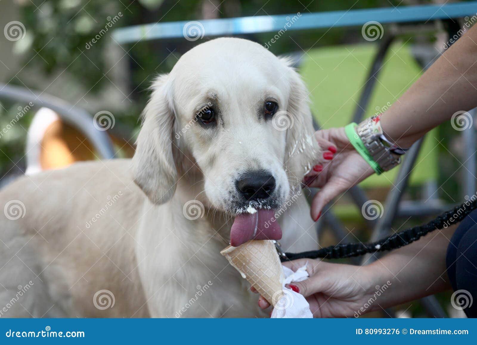 Dog eating ice cream stock photo. Image of setter, lovely - 80993276