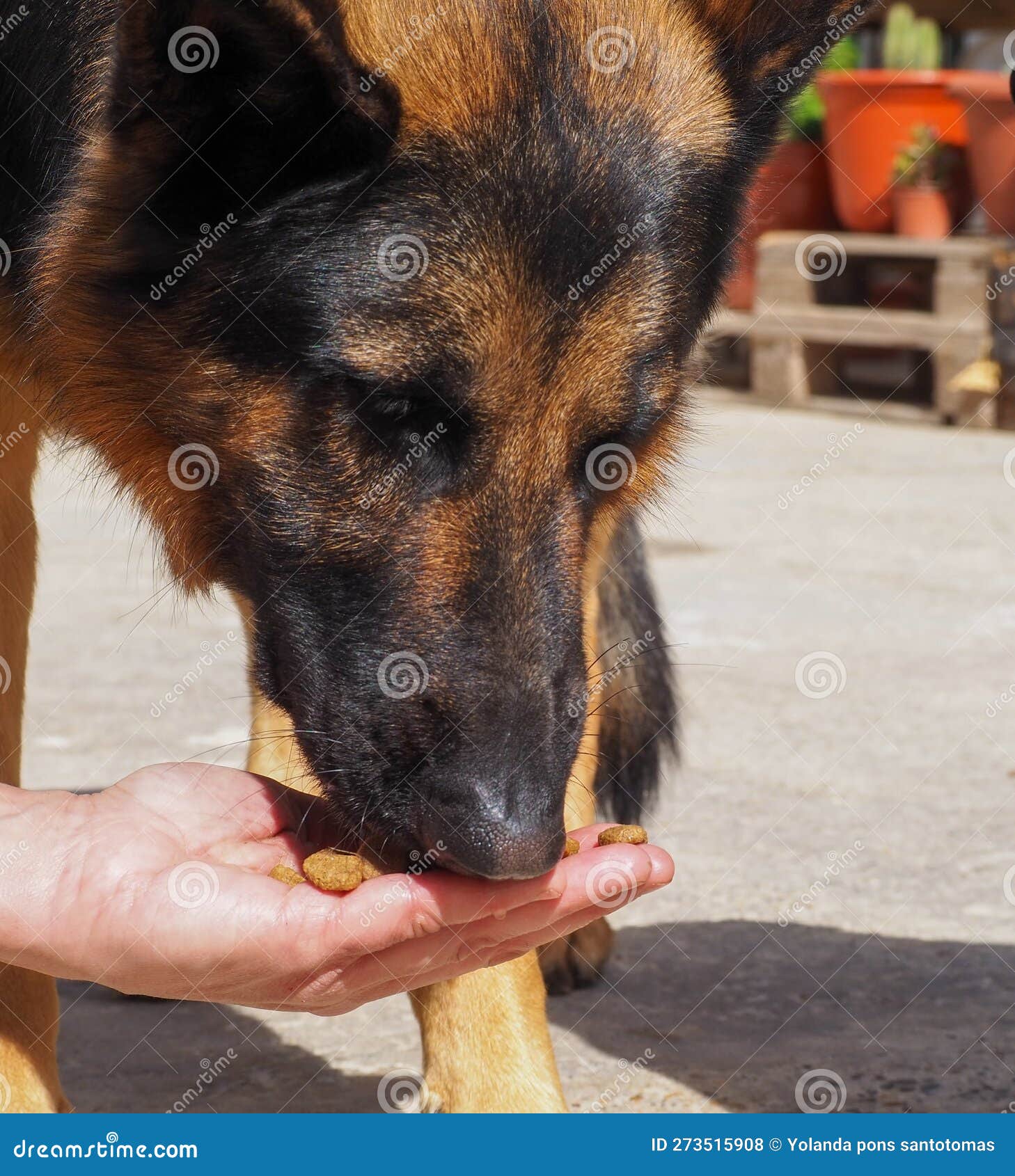 Dog Eating from Its Owner& X27;s Hand Stock Photo - Image of hand ...