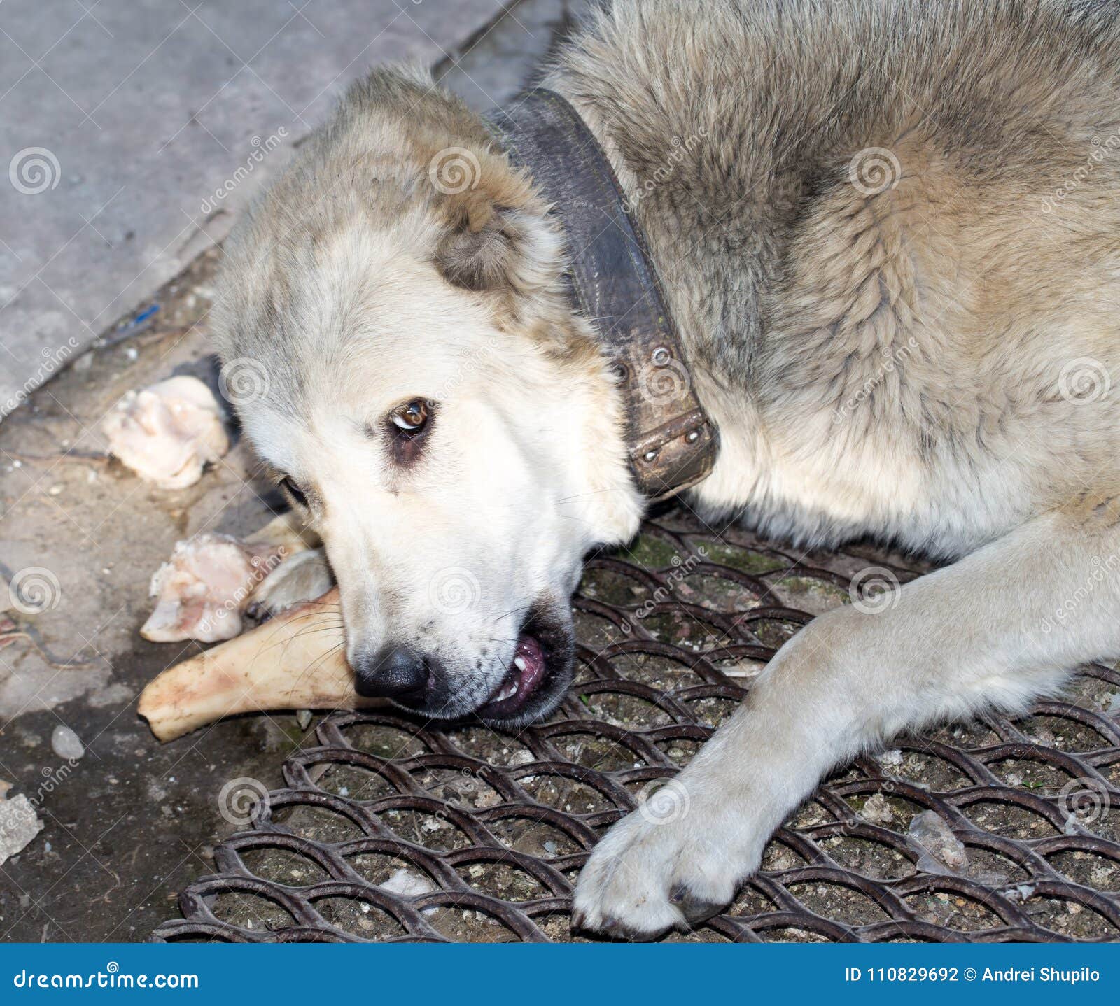 Dog eats a bone in nature stock photo. Image of eating - 110829692