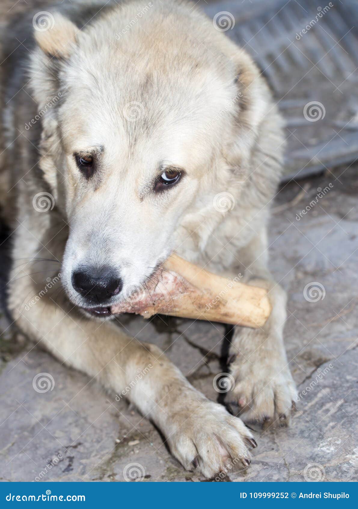 Dog eats a bone in nature stock photo. Image of food - 109999252