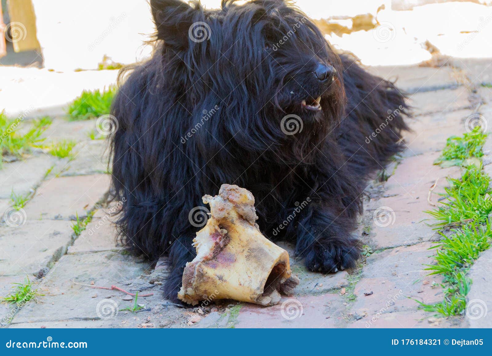The dog eats a bone Pulin stock image. Image of pedigreed - 176184321