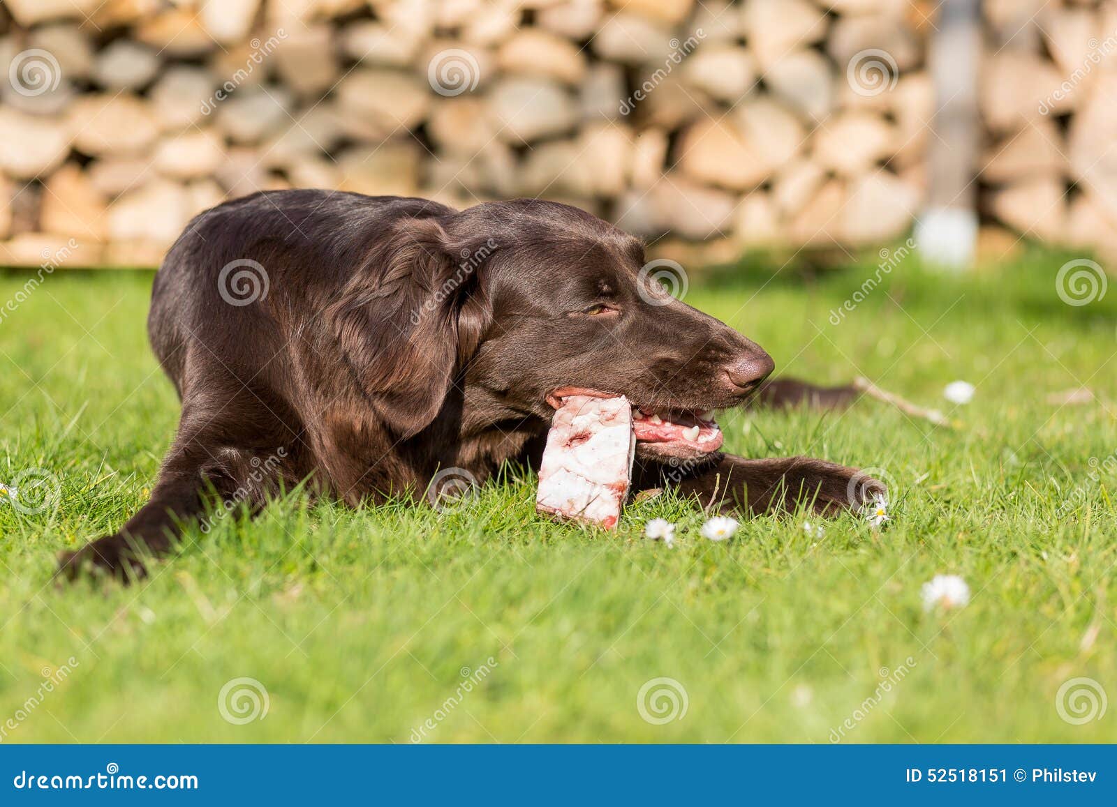 Dog eats calf sternum stock image. Image of chew, coated - 52518151