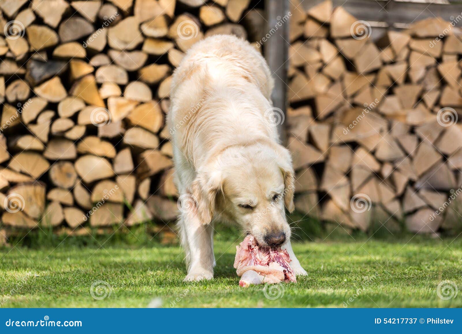 Dog eats a chicken stock image. Image of bite, wood, munching - 54217737