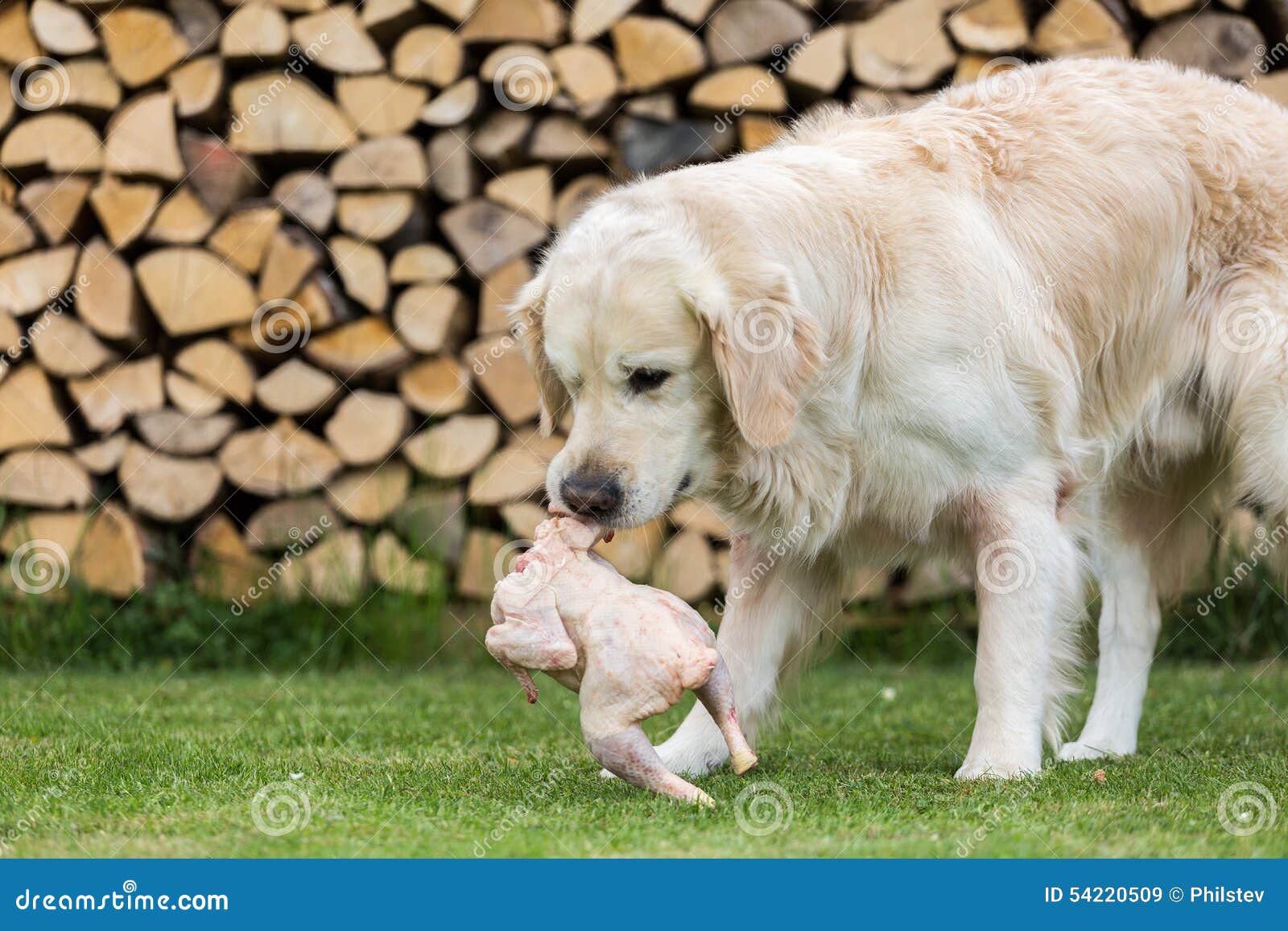 Dog eats a chicken stock image. Image of pray, prey, munching - 54220509