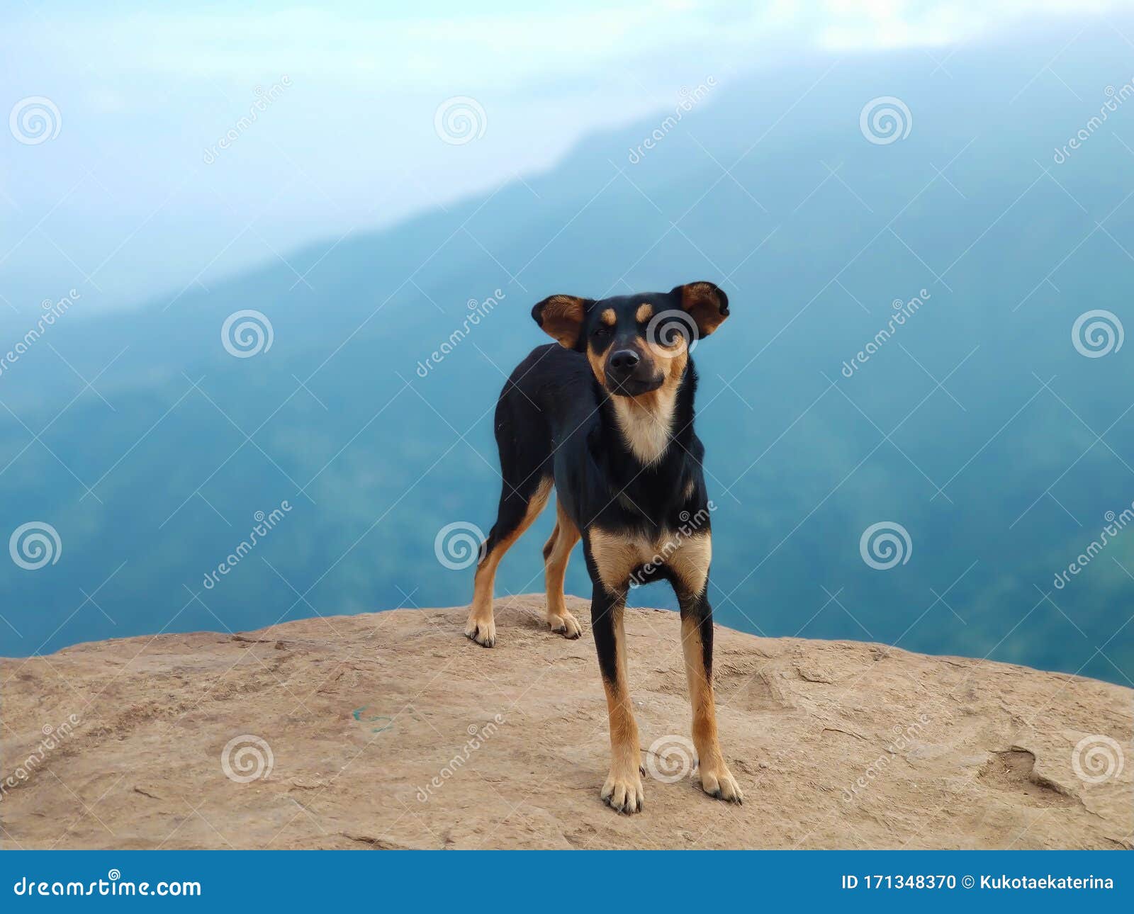 Dog on the edge of a cliff stock photo. Image of view - 171348370