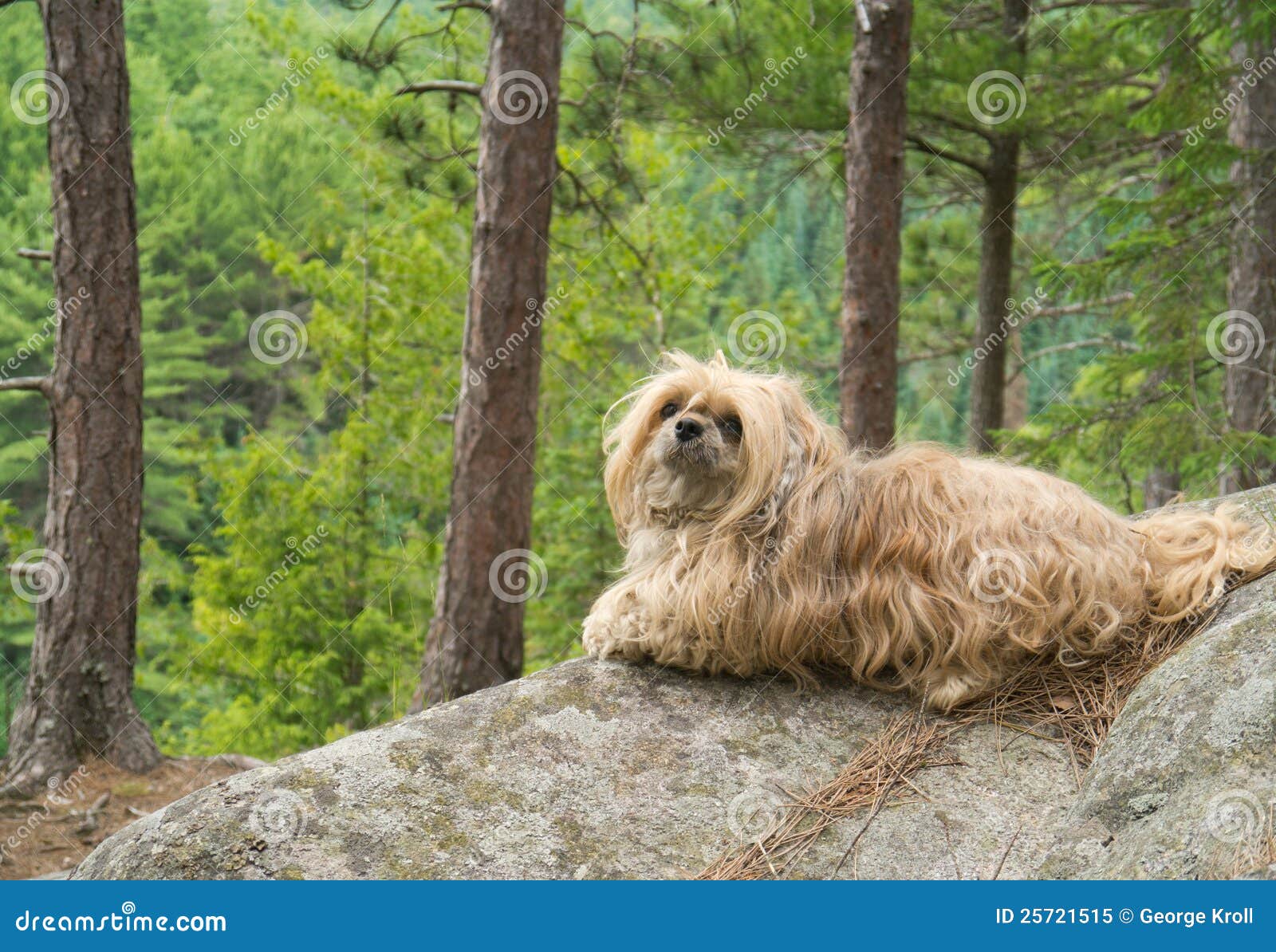 Dog on edge of cliff stock image. Image of gorge, peace - 25721515