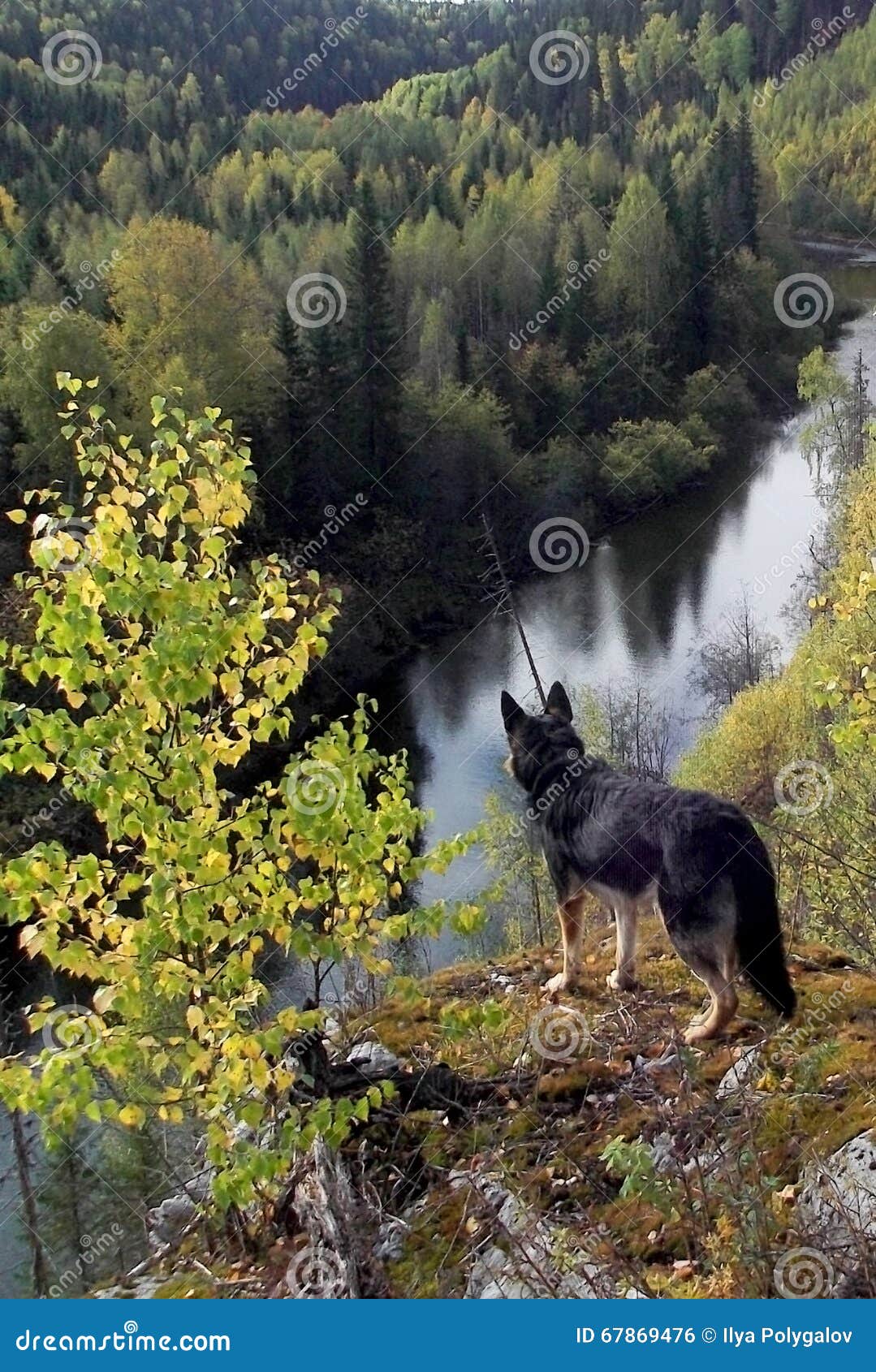 Dog on the Edge of the Cliff Stock Photo - Image of river, beautiful ...