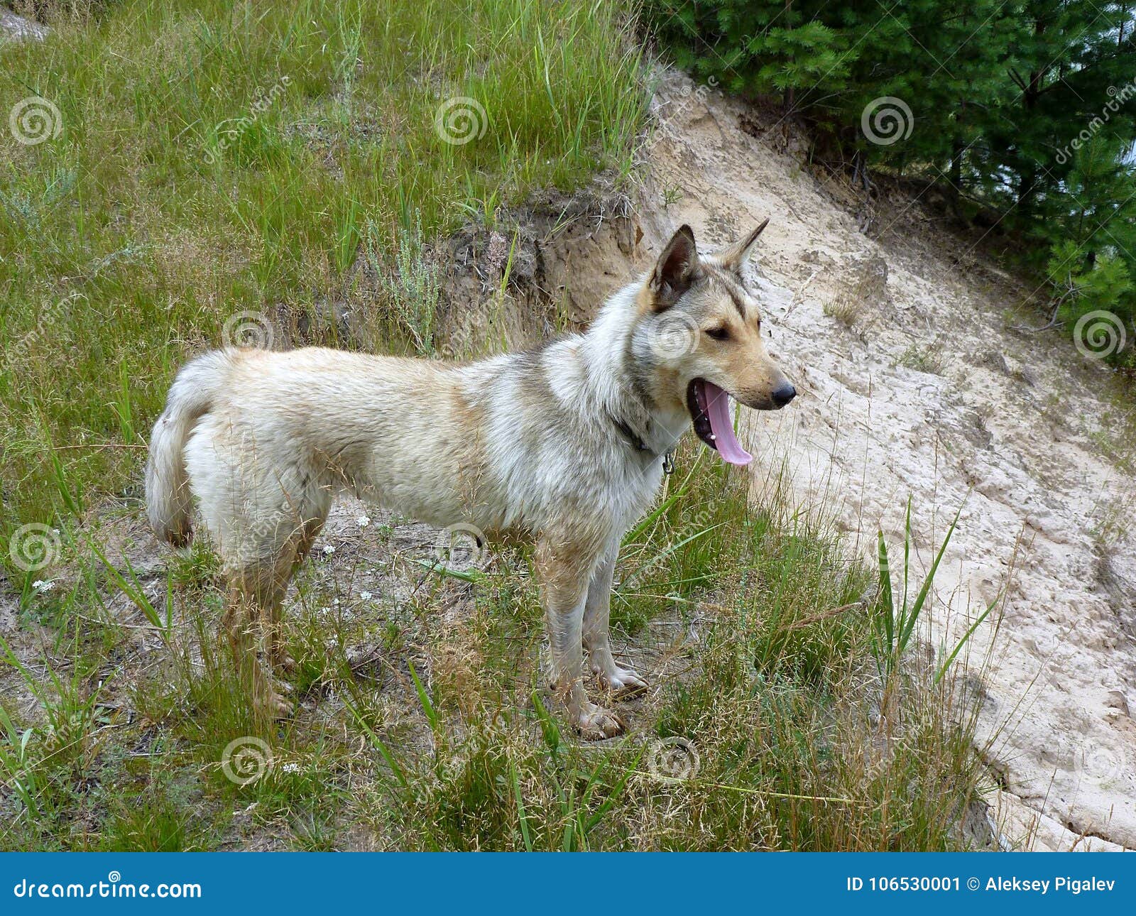 The Dog on the Edge of the Cliff Stock Image - Image of paws, front ...