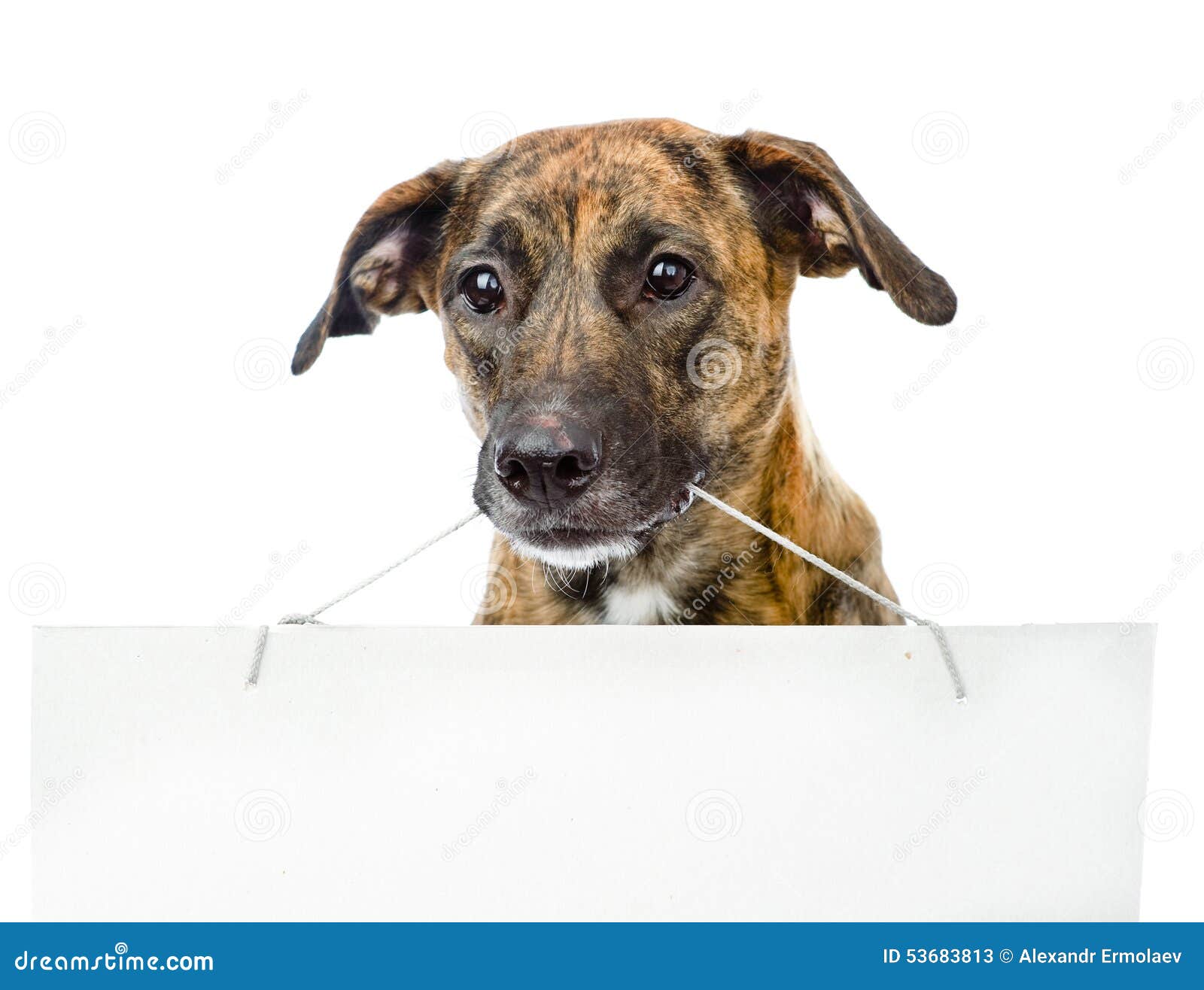Dog with Empty Cardboard. Isolated on White Background Stock Image ...