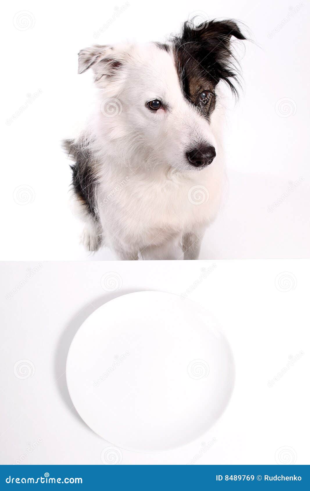Dog and empty plate stock image. Image of isolated, sitting - 8489769