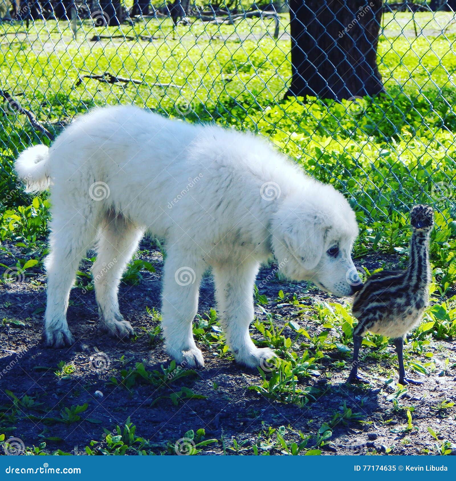 Dog emu stock image. Image of outback, australia, outside - 77174635