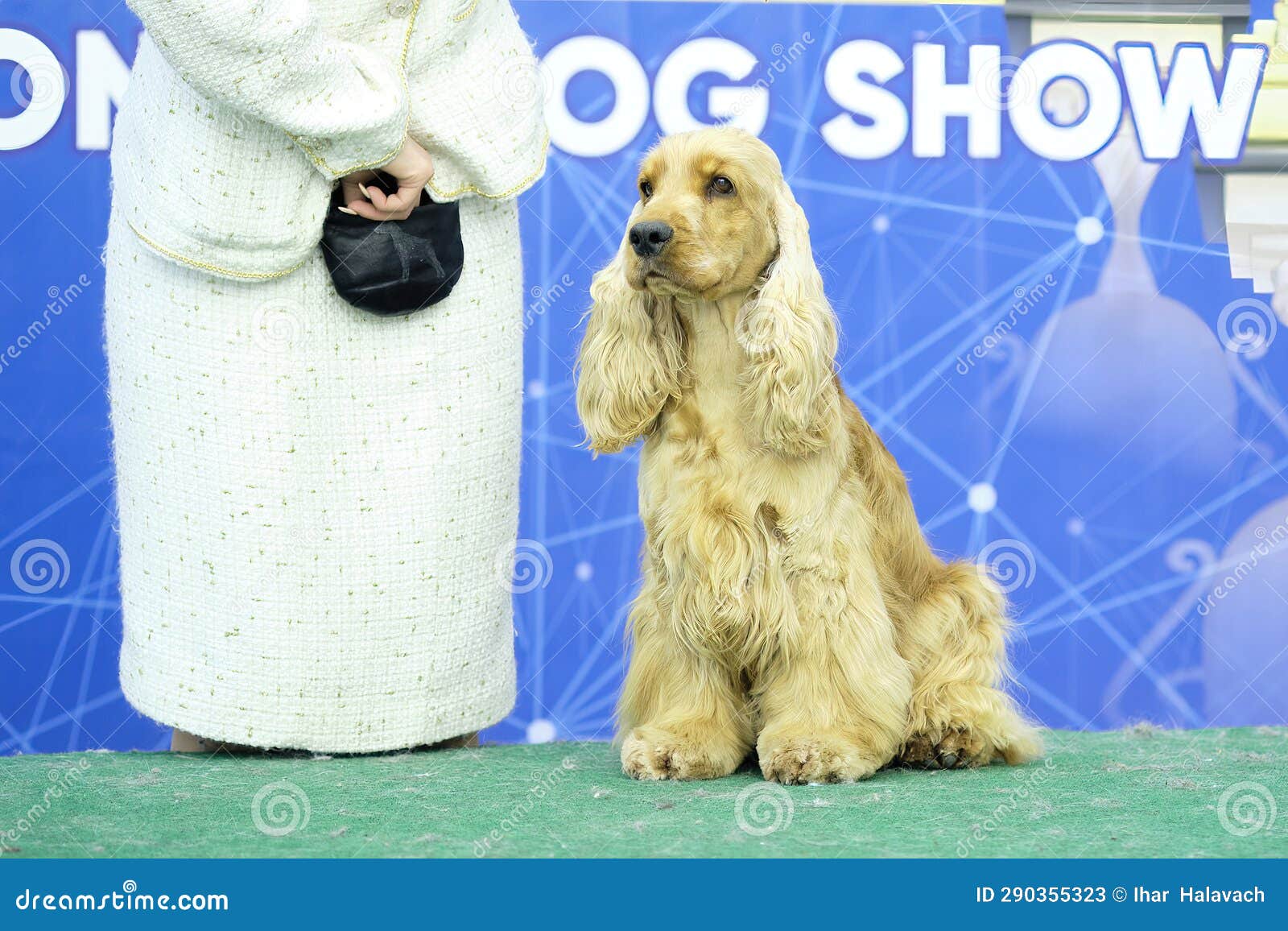 Dog English Cocker Spaniel Sitting on Dog Show Stock Image - Image of professional, spaniel ...