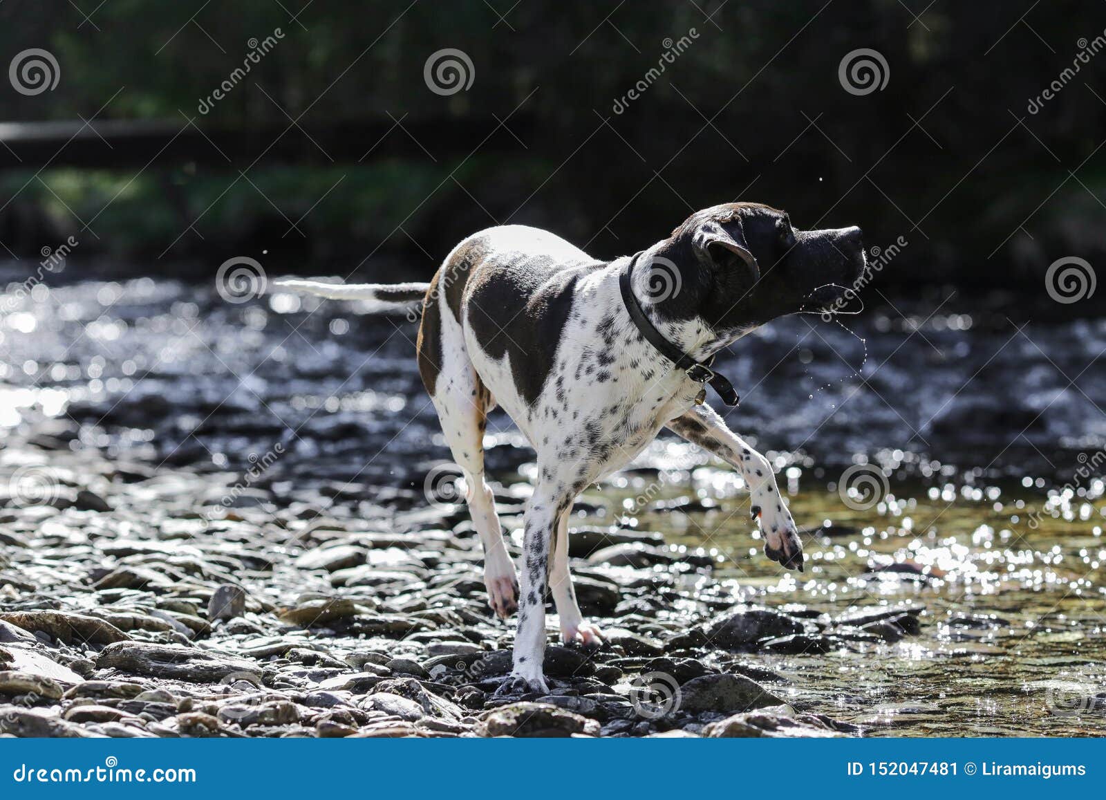 Dog english pointer stock image. Image of drops, nature - 152047481