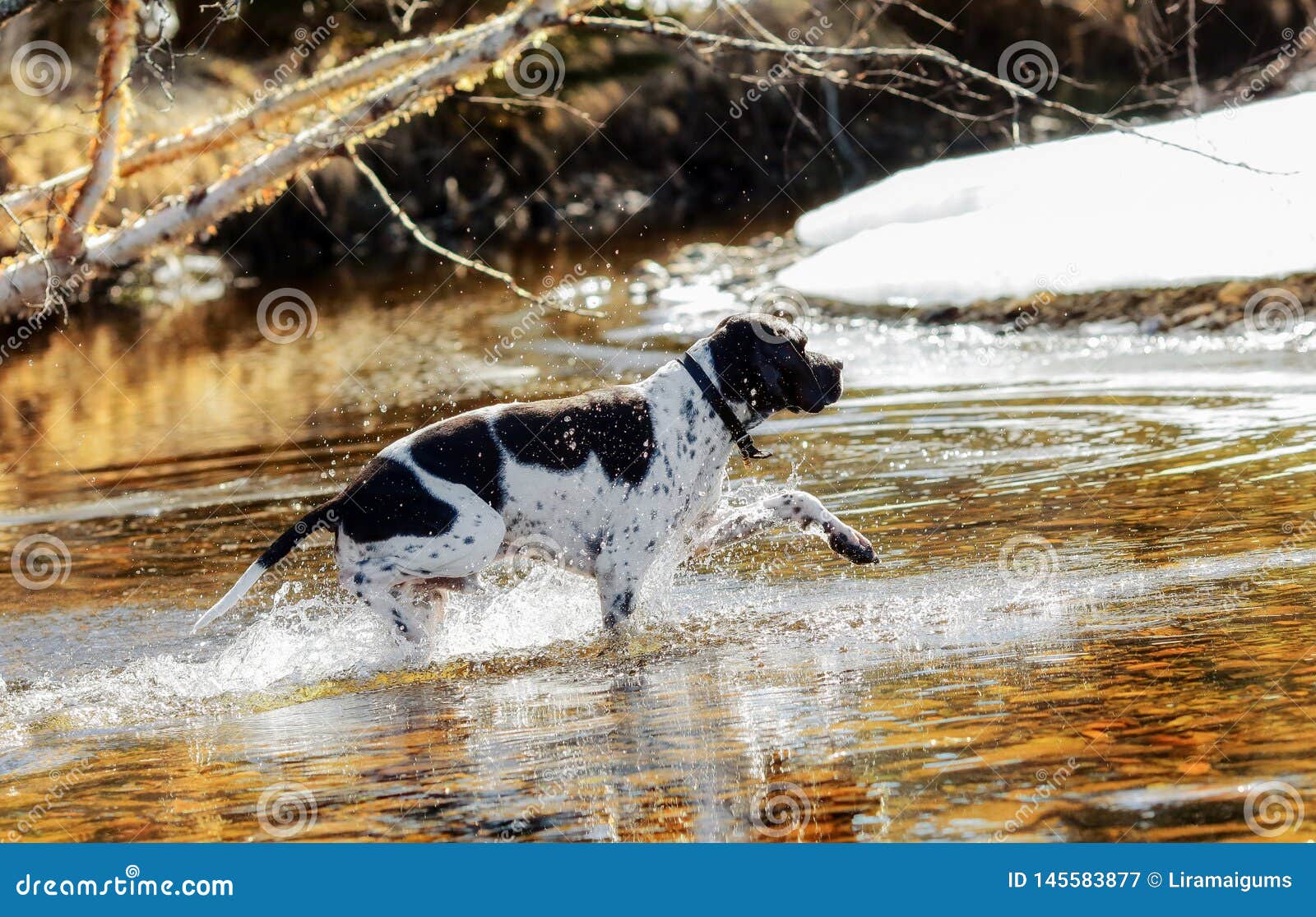 Dog english pointer stock image. Image of mammals, hour - 145583877