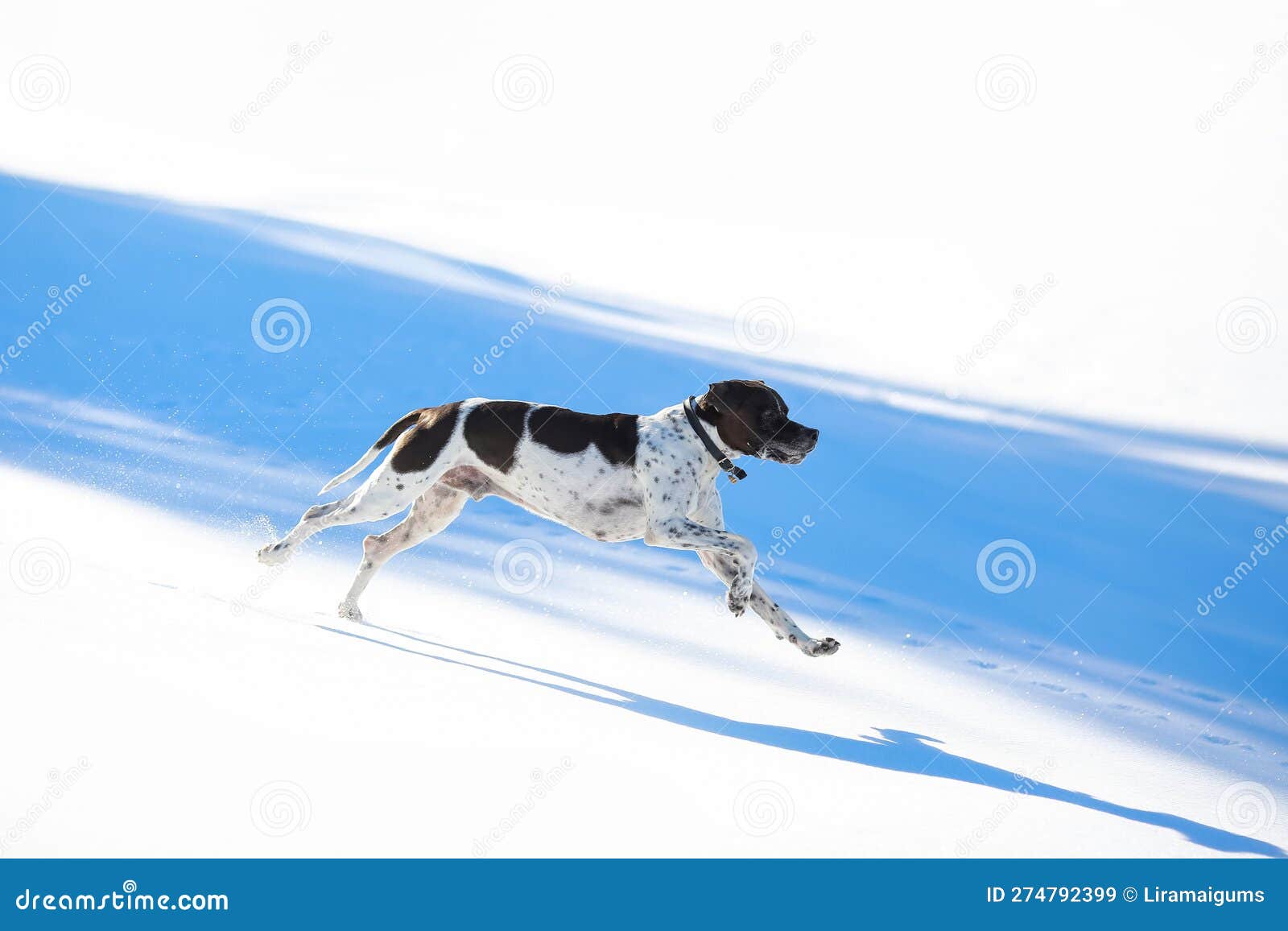 Dog english pointer stock image. Image of pointer, water - 274792399