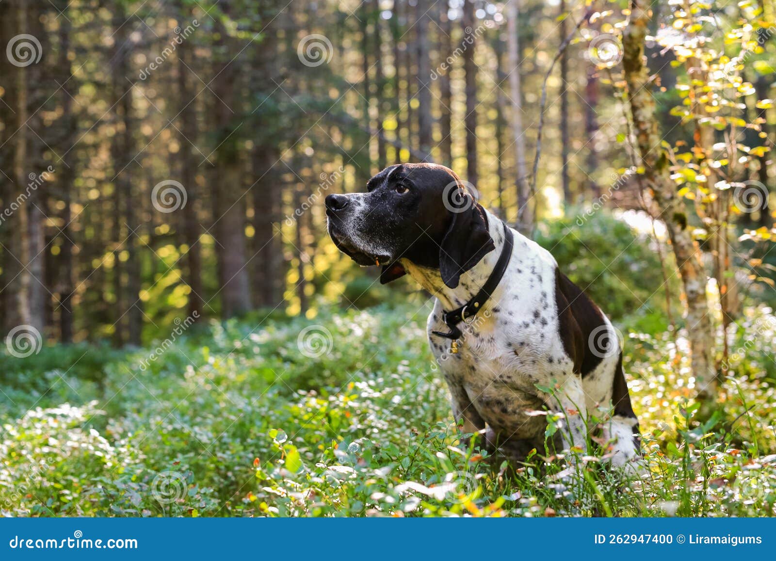 Dog english pointer stock photo. Image of hunting, pointer - 262947400 Dog english pointer stock photo. Image of hunting, pointer - 262947400