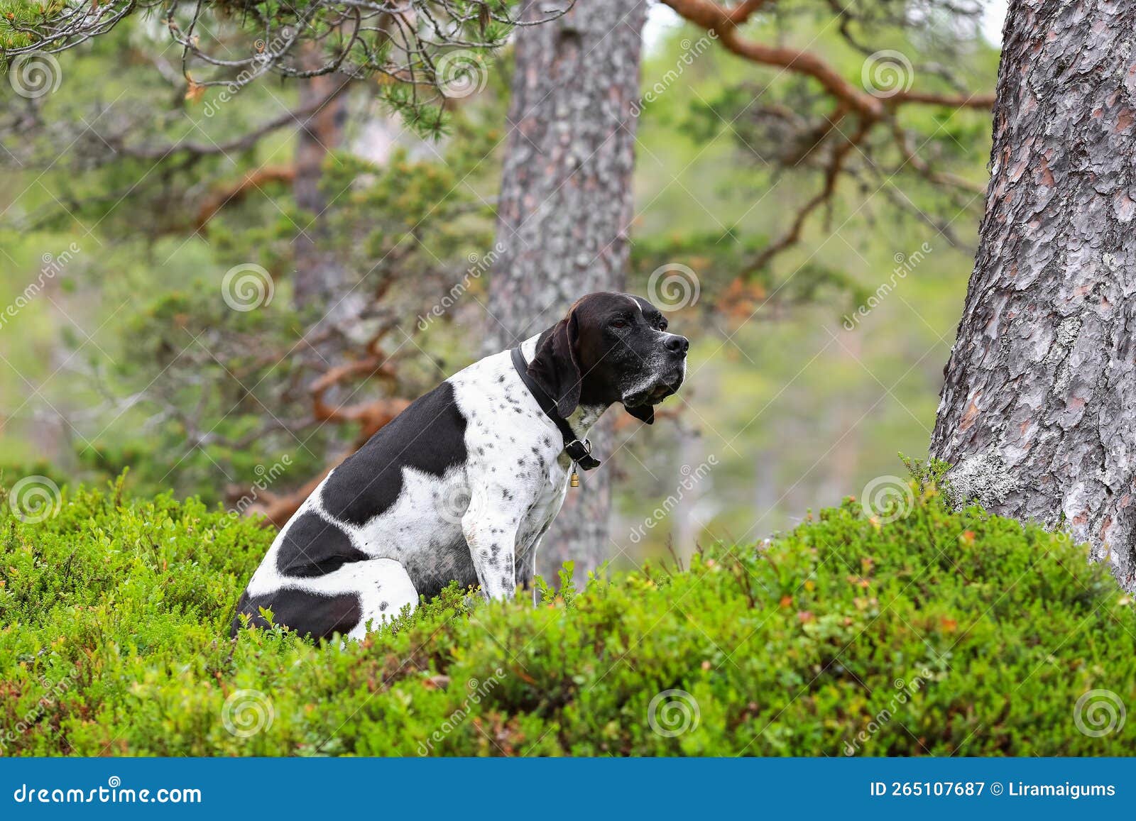 Dog english pointer stock image. Image of pets, swamp - 265107687