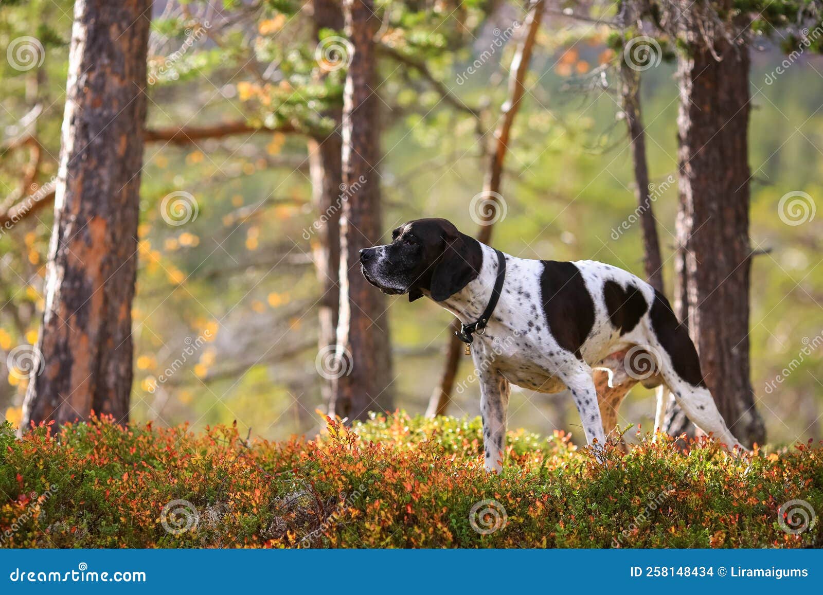 Dog english pointer stock photo. Image of forest, pointer - 258148434