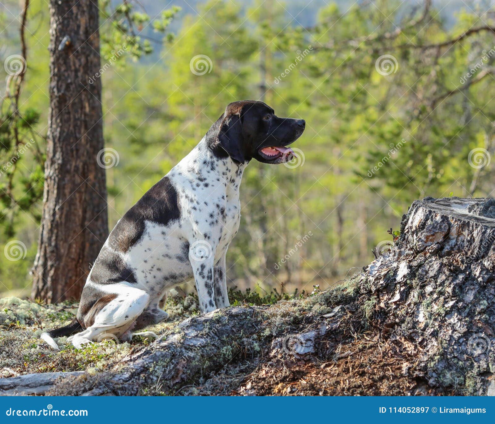 Dog english pointer stock image. Image of pointer, english - 114052897