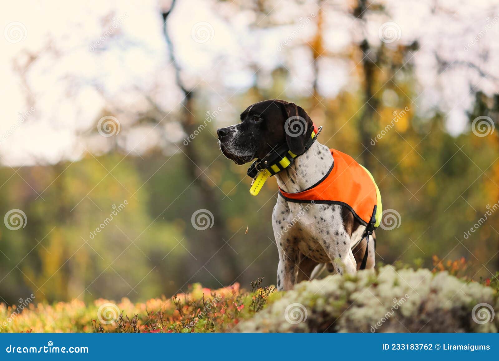 Dog english pointer stock photo. Image of mountains - 233183762
