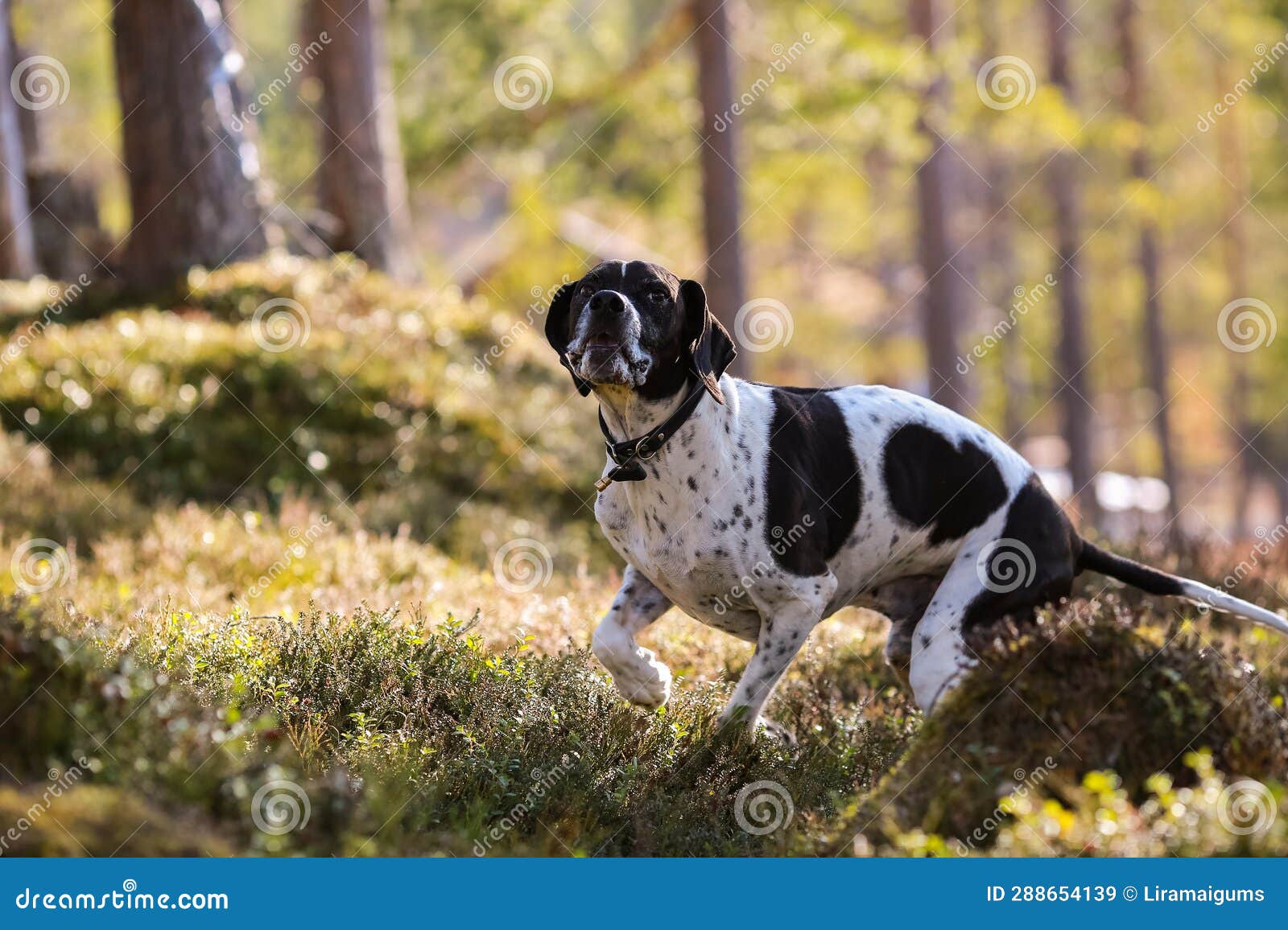 Dog english pointer stock image. Image of mire, environment - 288654139