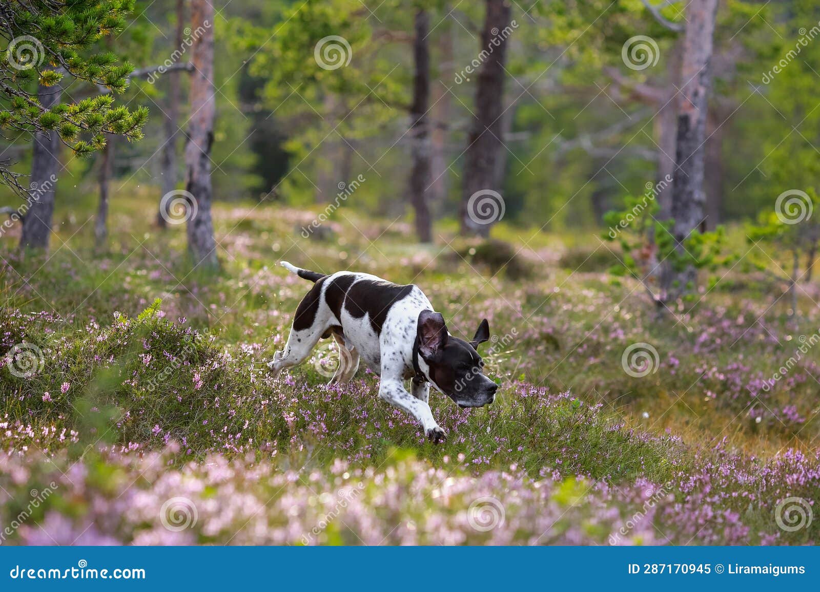 Dog english pointer stock image. Image of animal, norway - 287170945