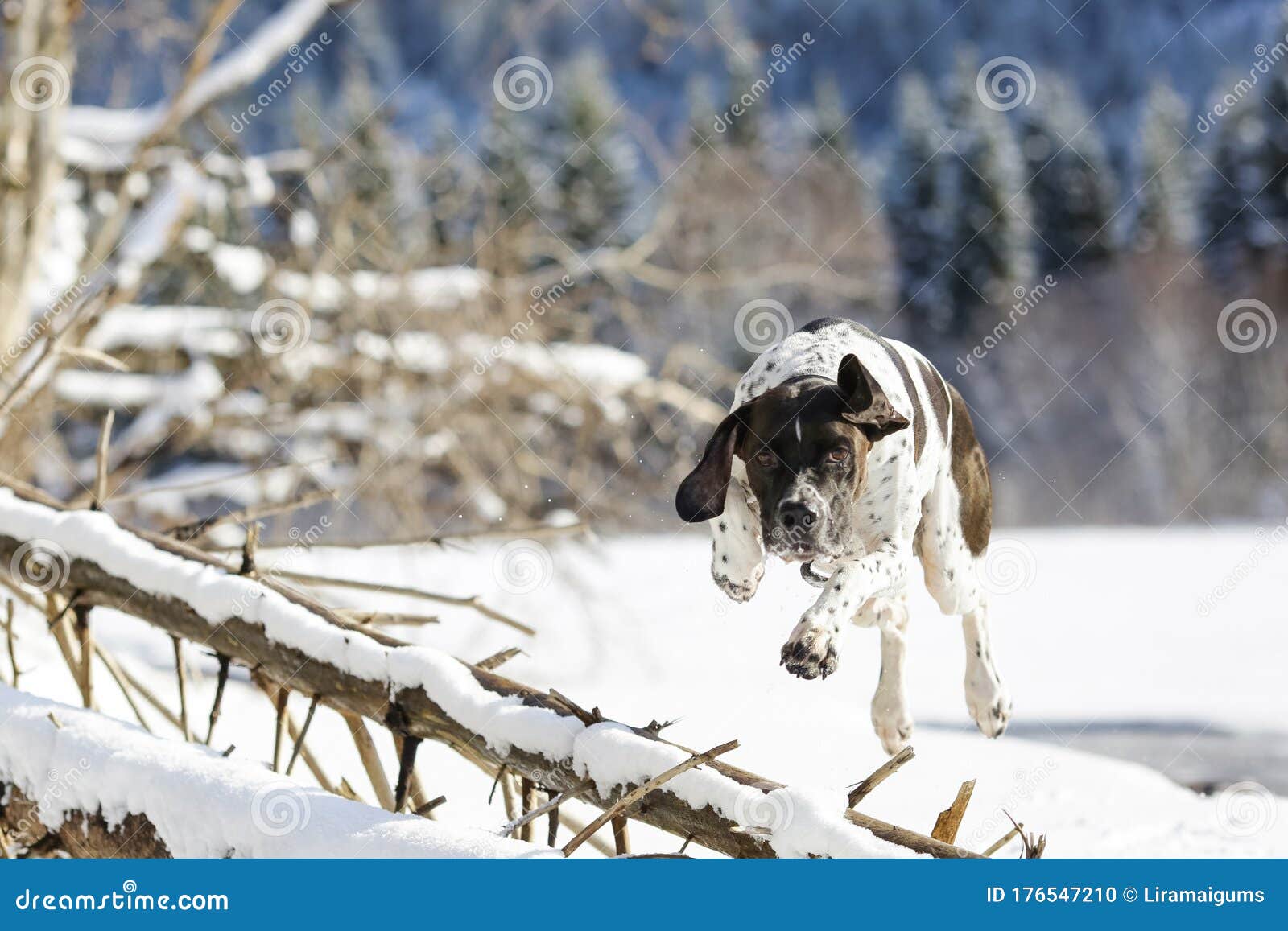 Dog english pointer stock photo. Image of hunting, pointer - 176547210