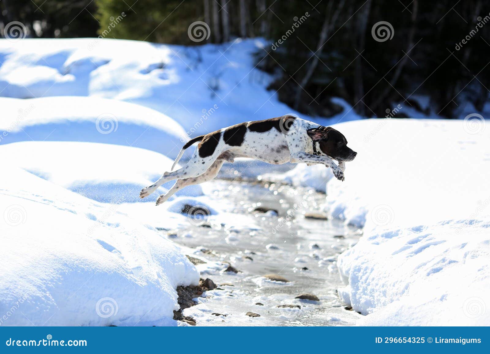 Dog english pointer stock image. Image of jumping, pointer - 296654325