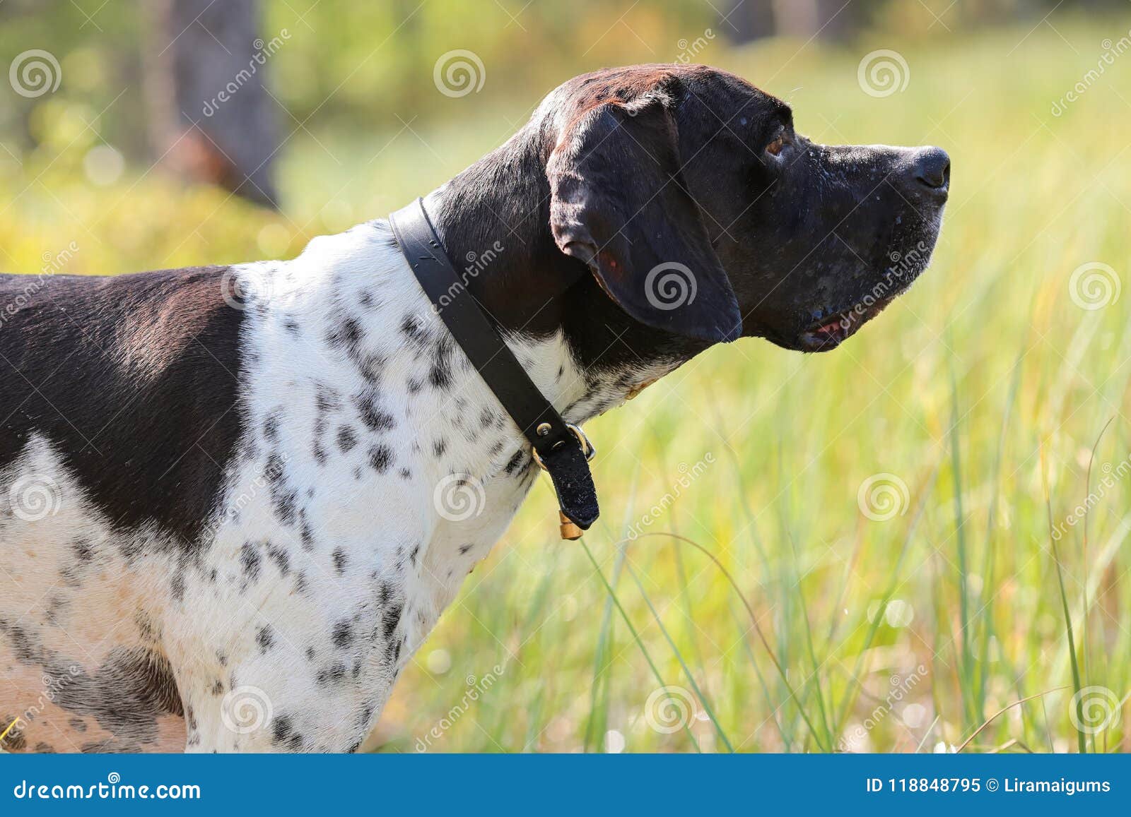 Pointer Partrait Stock Photos - Free & Royalty-Free Stock Photos from ...