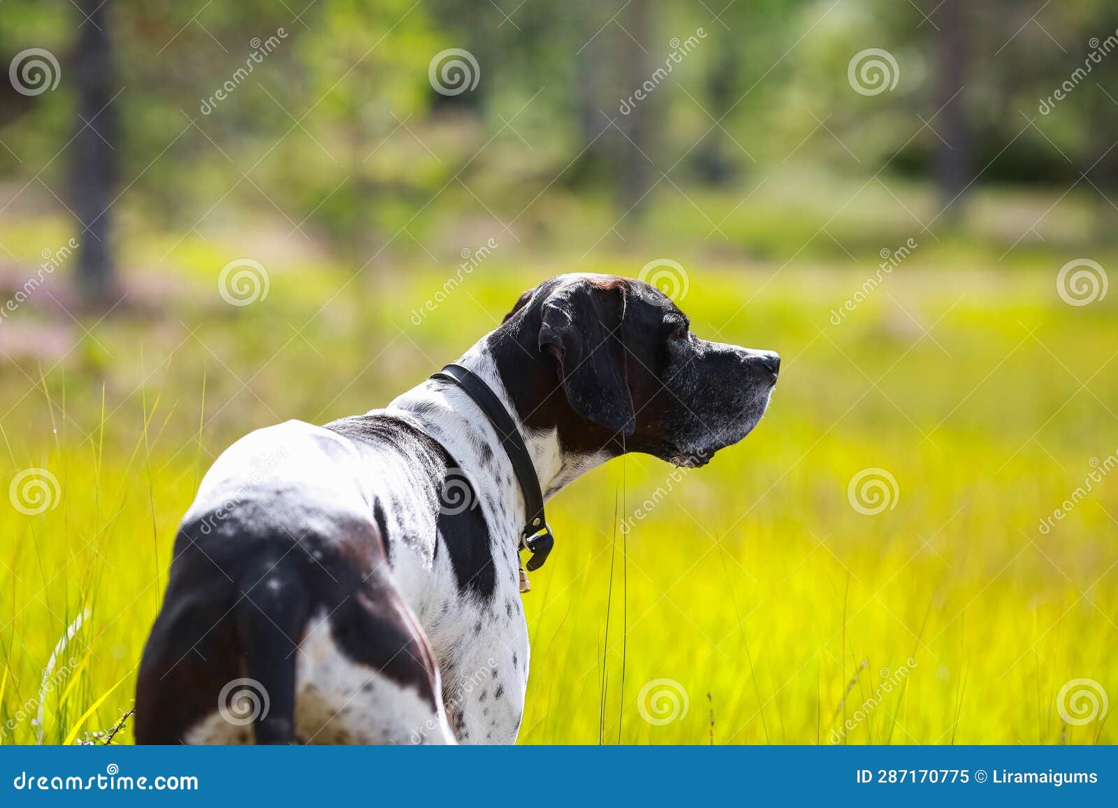 Dog English Pointer Portrait Stock Image - Image of season, mire: 287170775