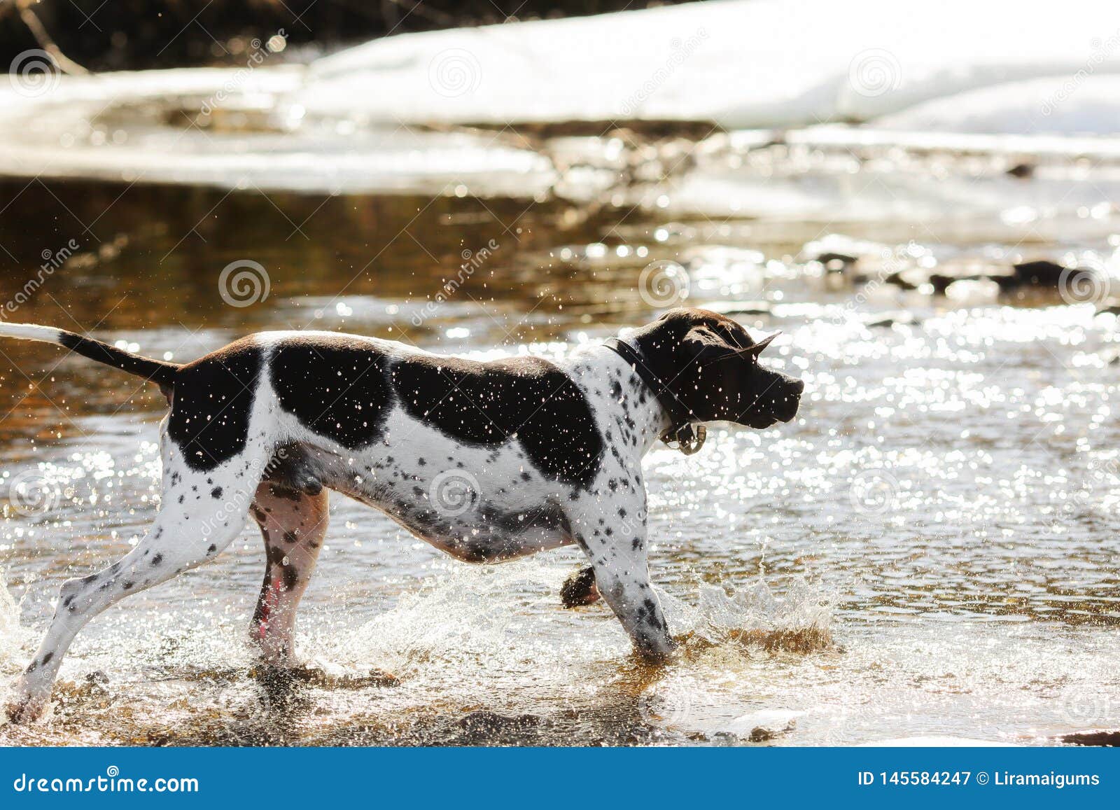 Dog english pointer stock image. Image of spring, river - 145584247