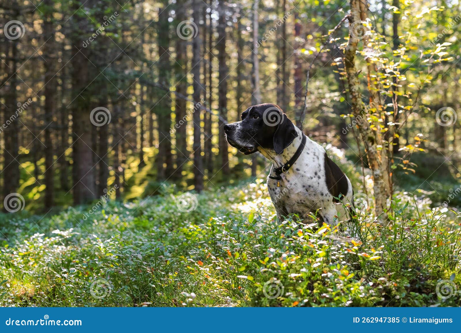 Dog english pointer stock image. Image of season, norway - 262947385
