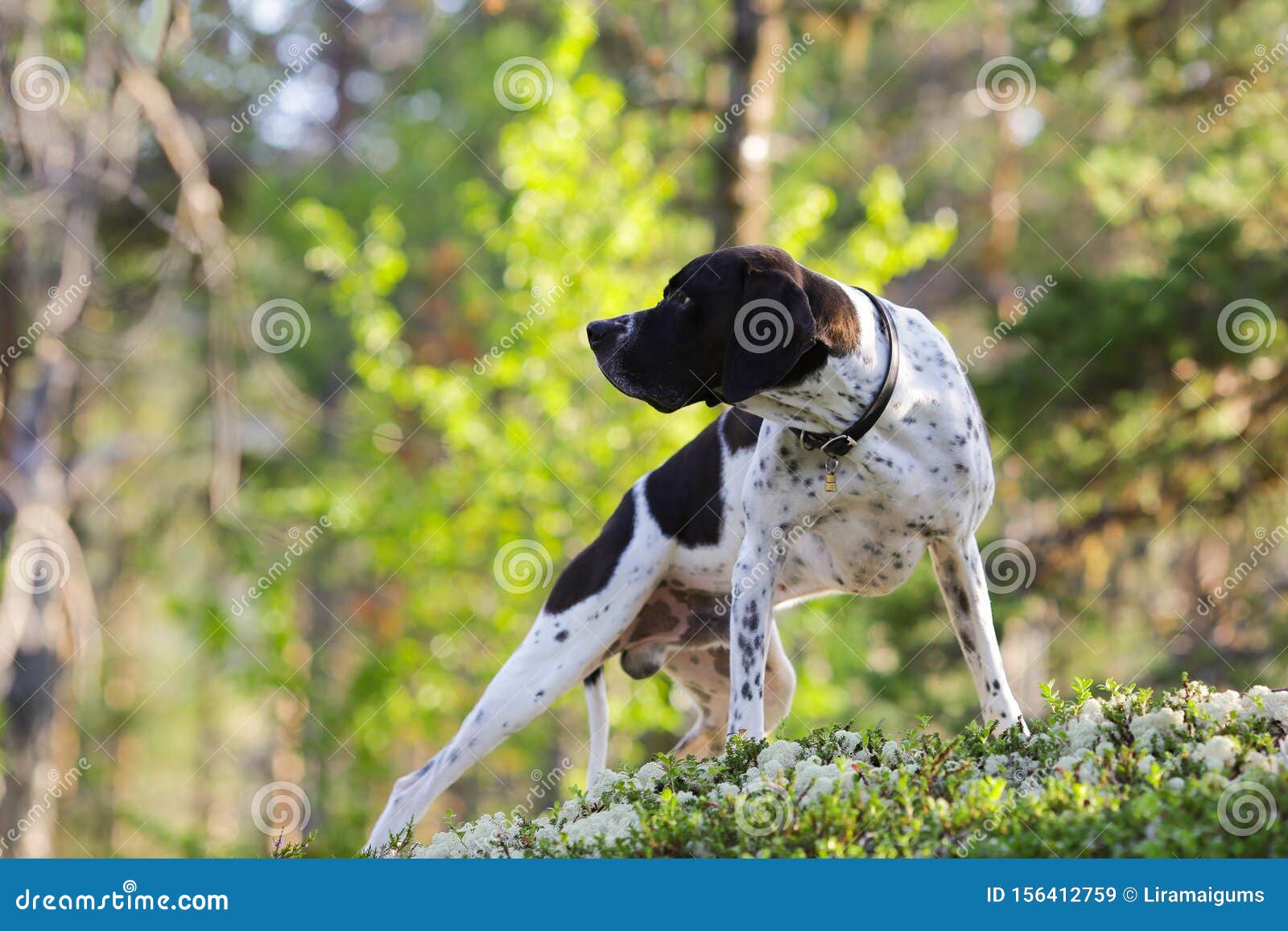 Dog english pointer stock image. Image of english, wood - 156412759