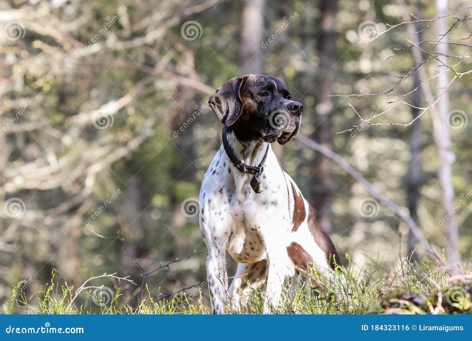 Dog english pointer stock photo. Image of wood, animal - 184323116