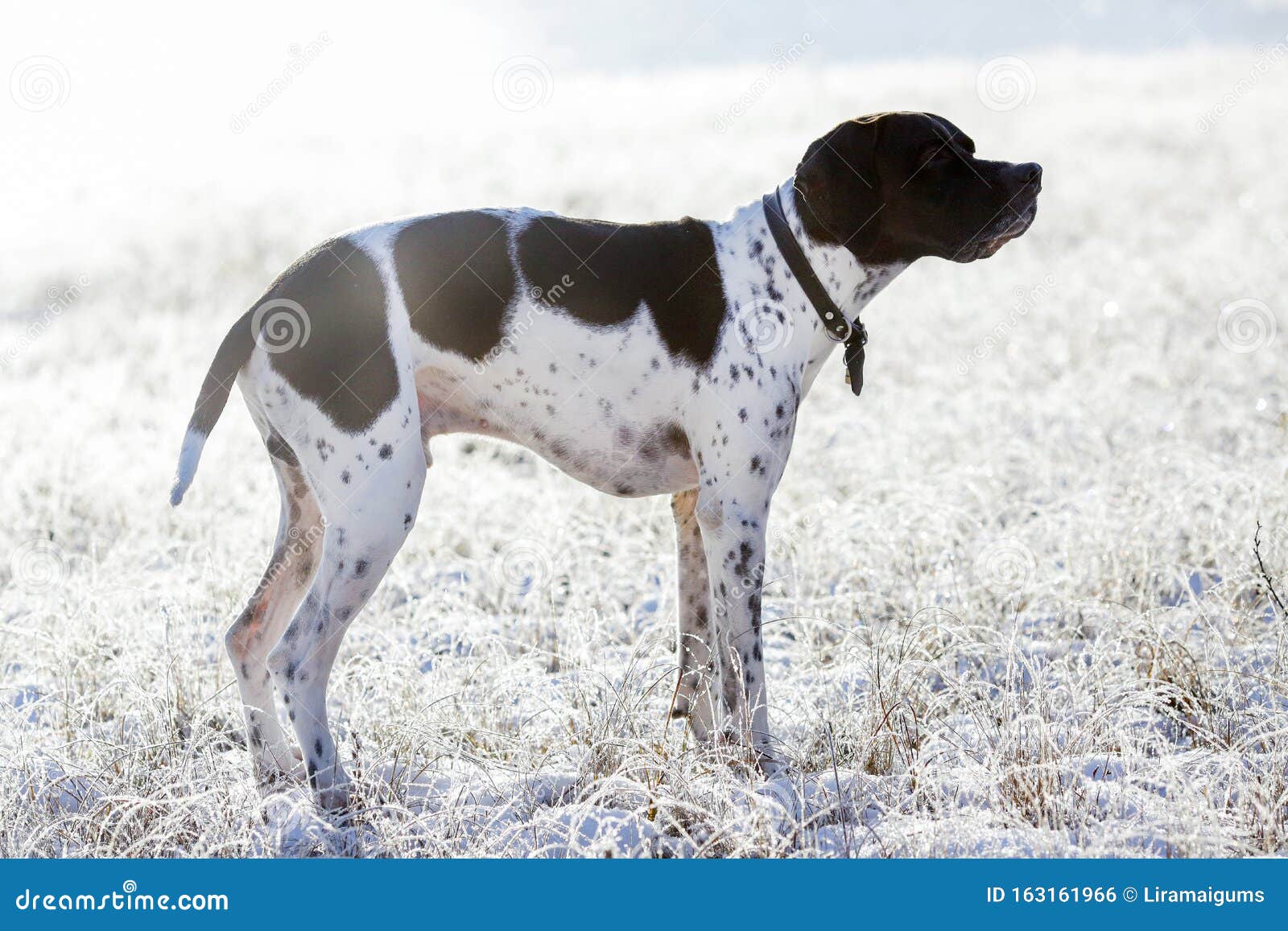 Dog english pointer stock photo. Image of winter, cold - 163161966
