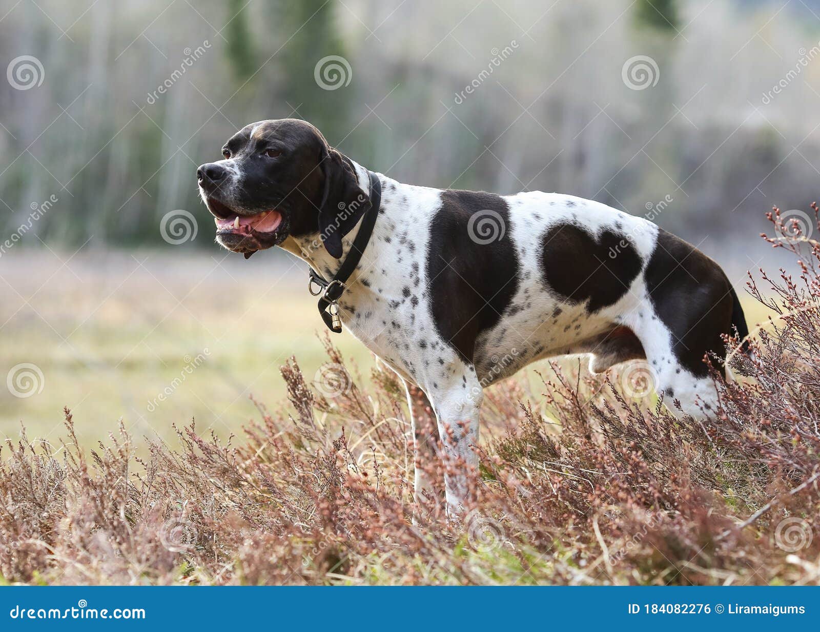 Dog english pointer stock photo. Image of animal, hunting - 184082276