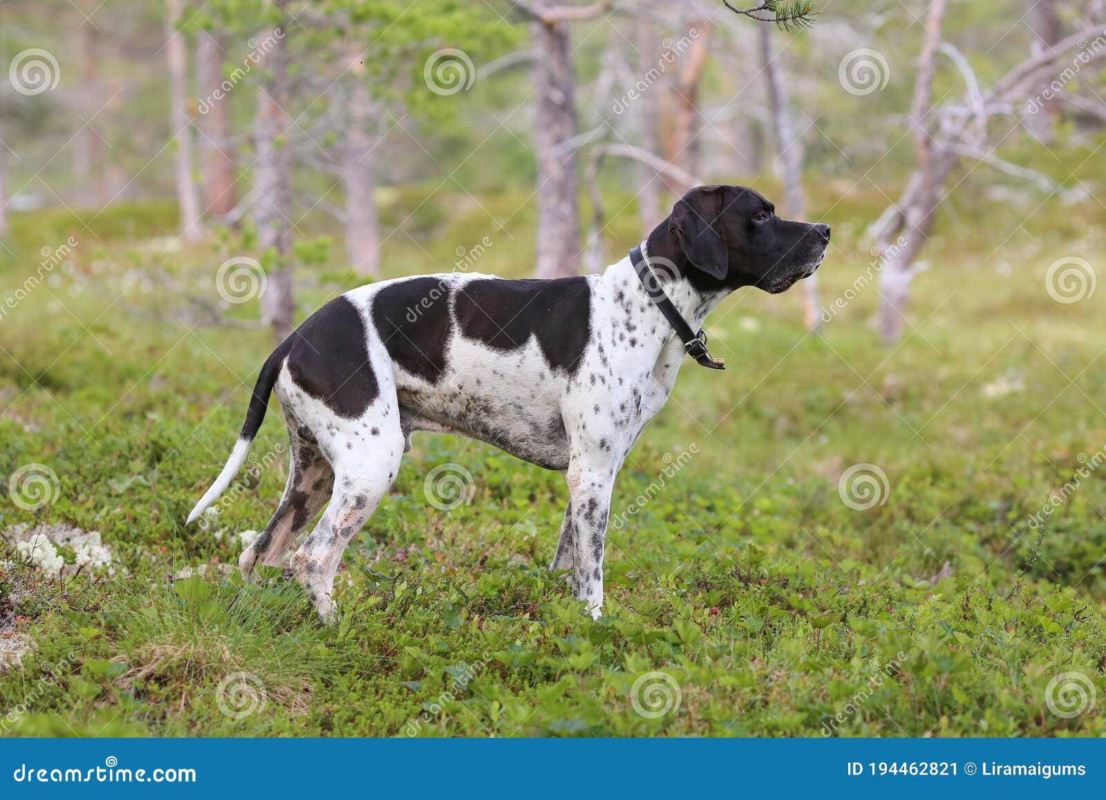 Dog english pointer stock image. Image of environment - 194462821