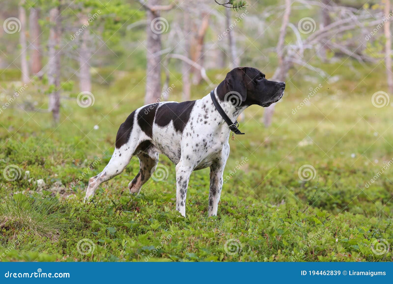 Dog english pointer stock image. Image of grass, summer - 194462839