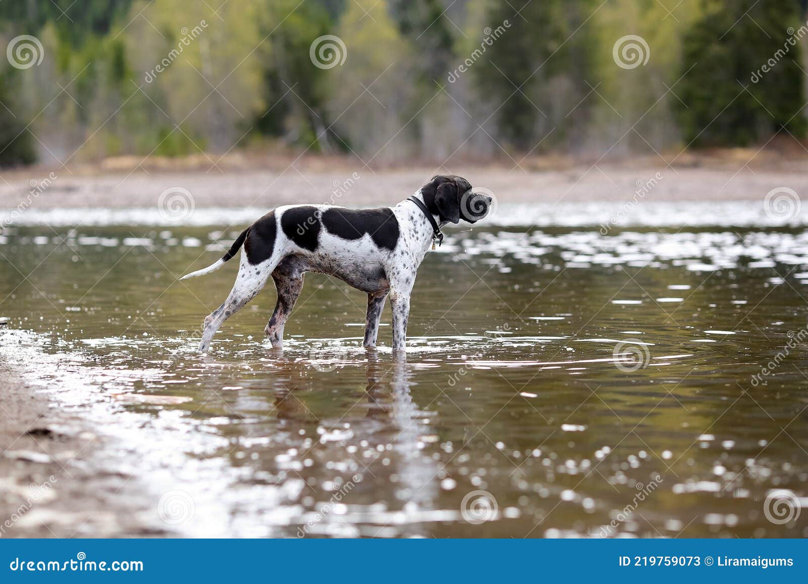Dog english pointer stock image. Image of water, nature - 219759073