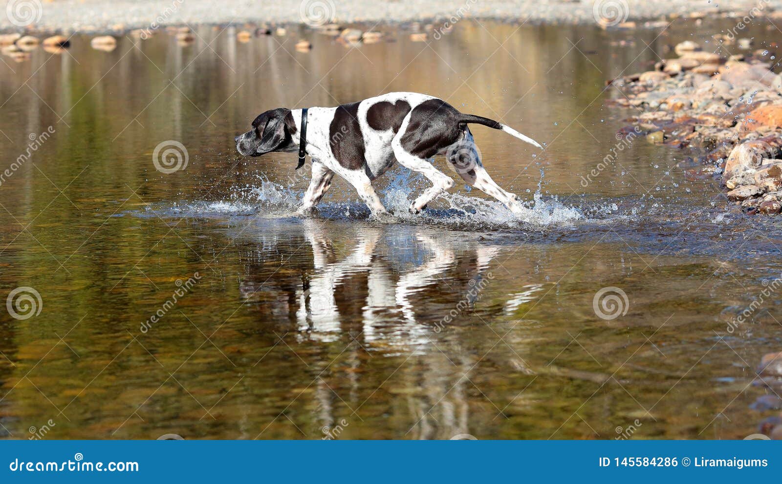 Dog english pointer stock photo. Image of drops, pets - 145584286