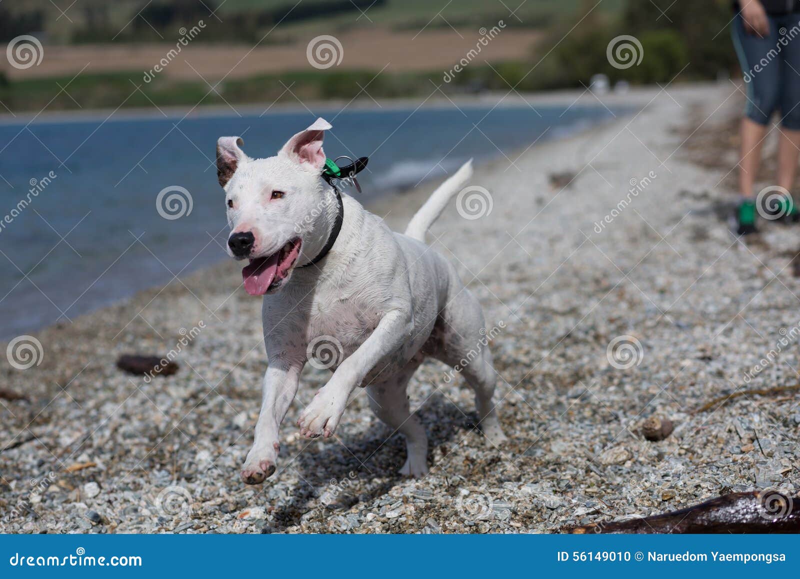 Dog enjoy the sun stock photo. Image of canine, cute - 56149010