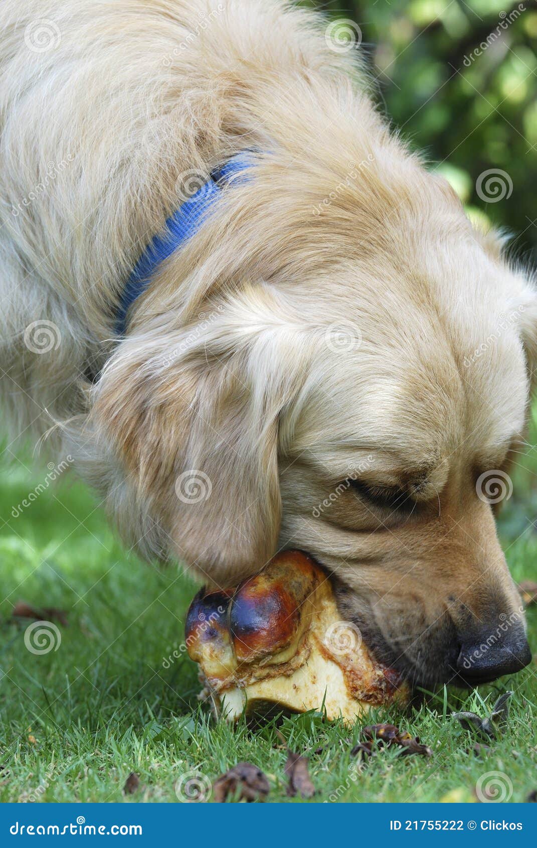 Dog enjoying a bone stock photo. Image of hair, bone - 21755222