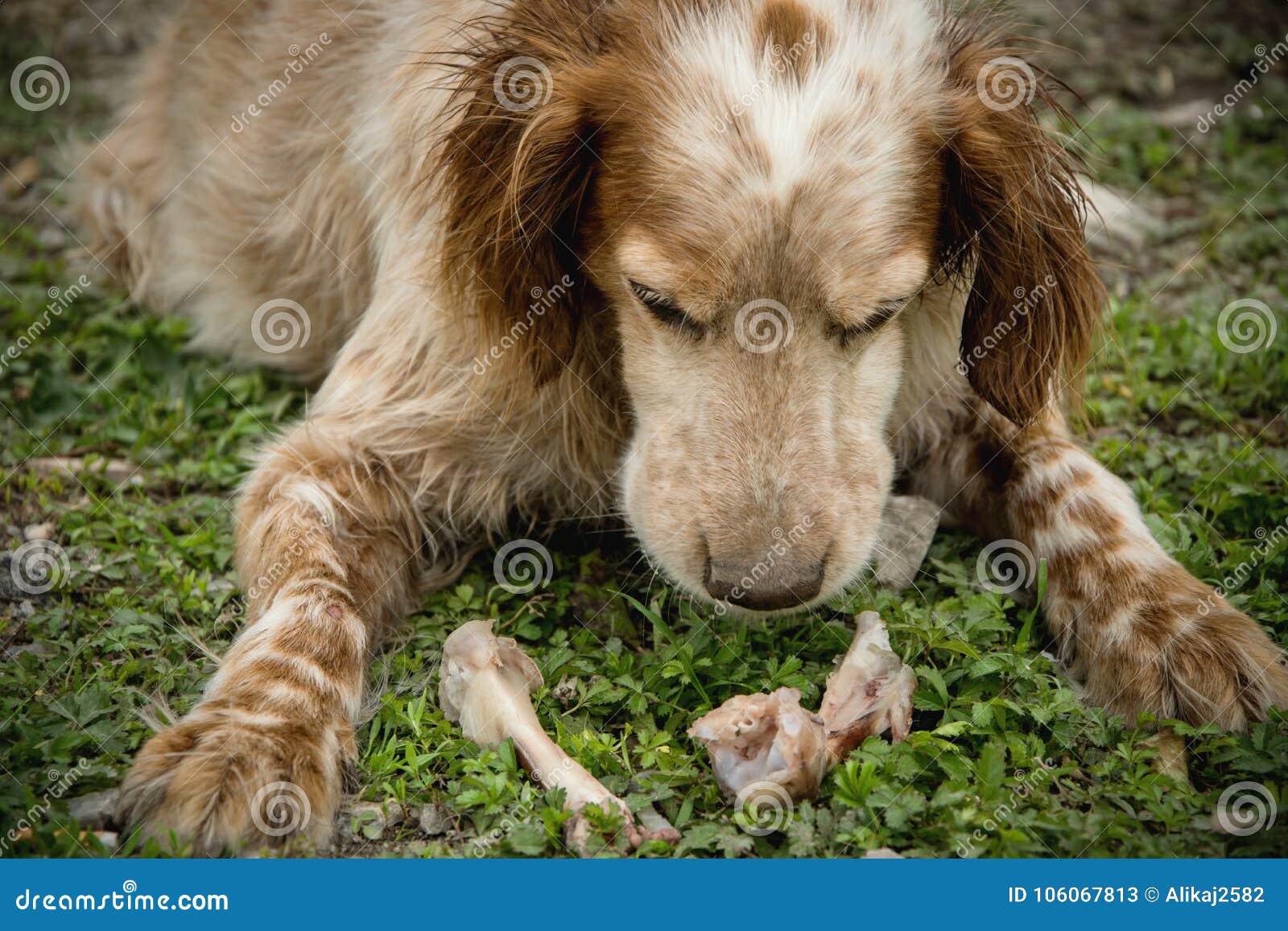 The Dog is Enjoying the Bone Stock Image - Image of food, bonus: 106067813