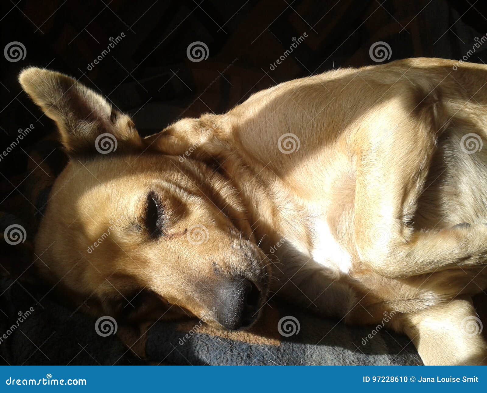 Resting Dog. stock photo. Image of friend, beauty, leisure - 97228610
