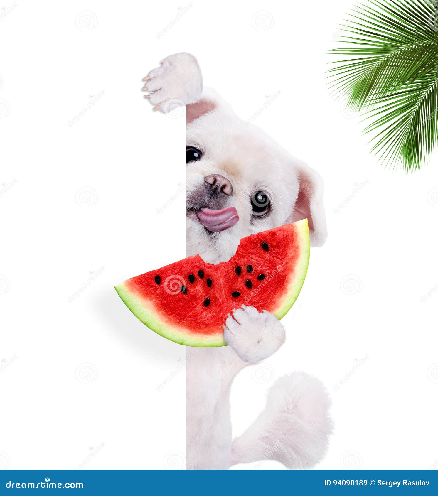 Dog Enjoying a Watermelon . Stock Image - Image of natural, creative ...