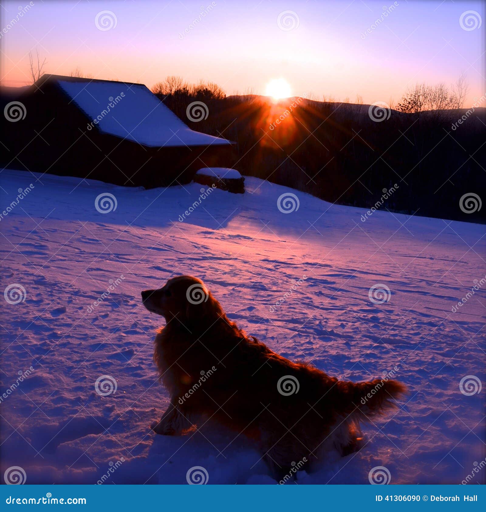 Dog Enjoys the Sunset in Winter Stock Photo - Image of purple, golden ...