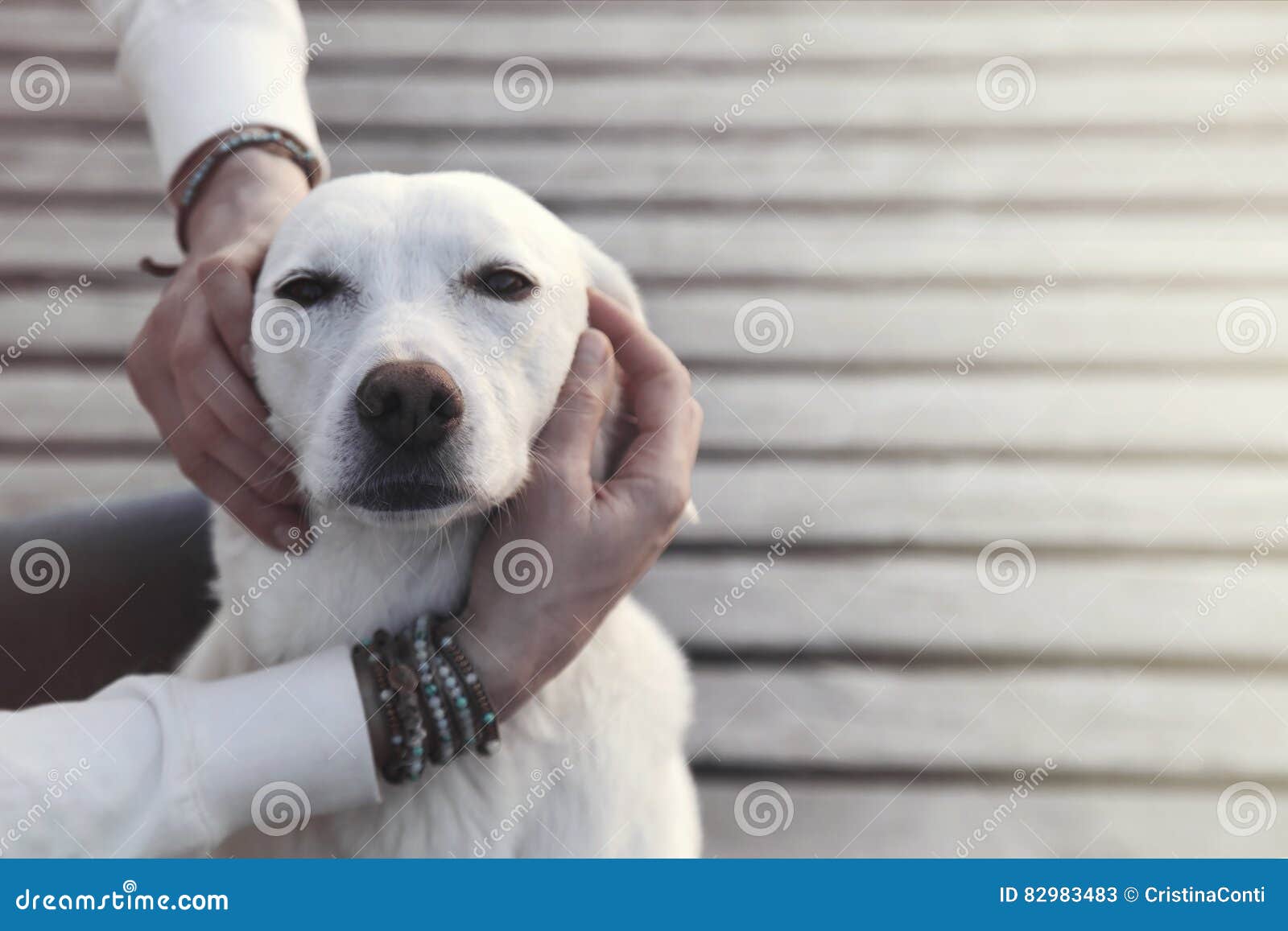 Dog Enraptured in the Embrace of His Owner Stock Image - Image of ...