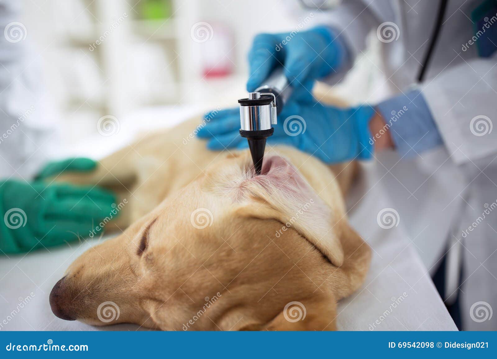 Dog examination ear stock photo. Image of happy, medicine - 69542098