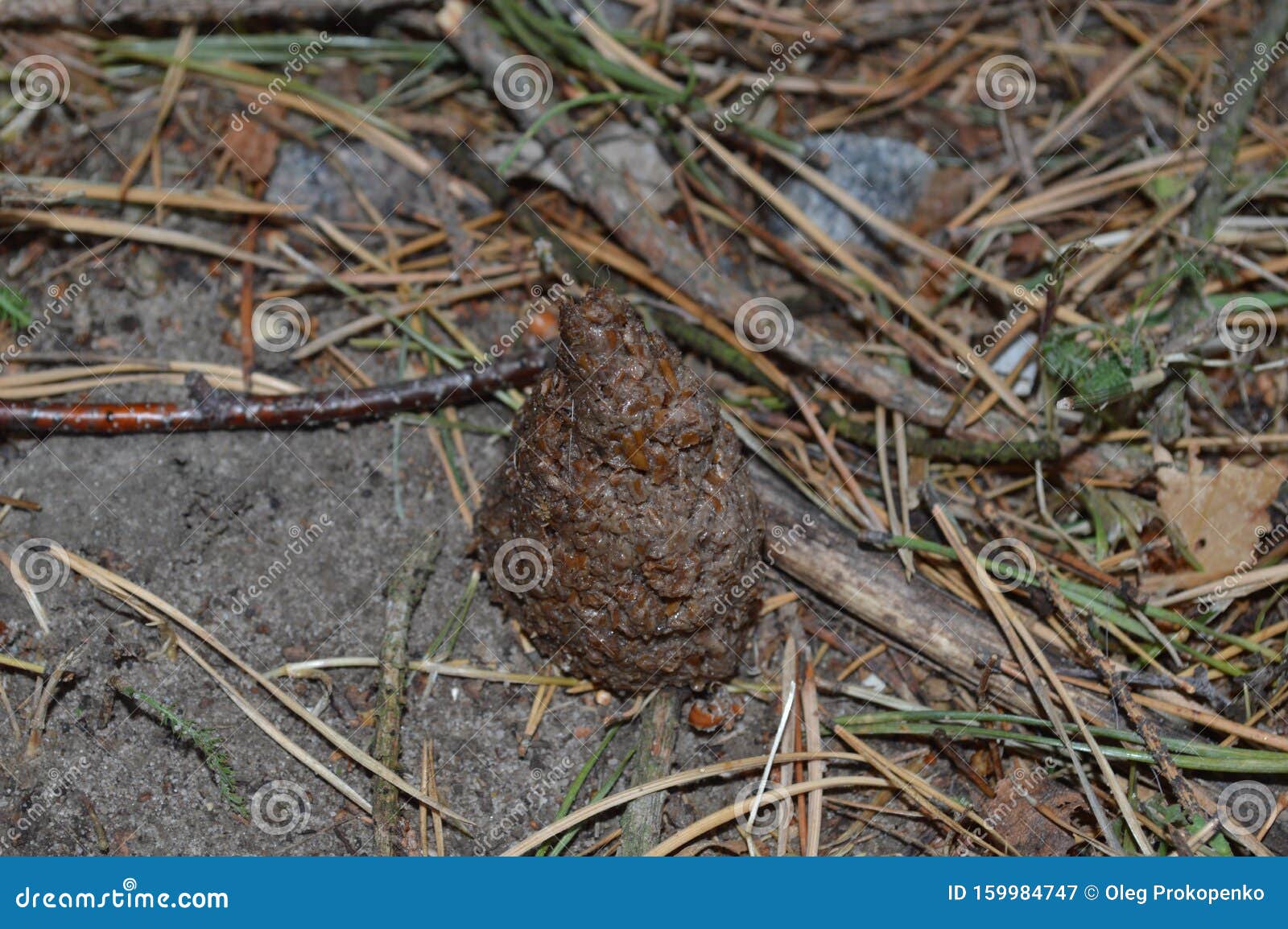 Dog excrement large stock image. Image of snow, park - 159984747
