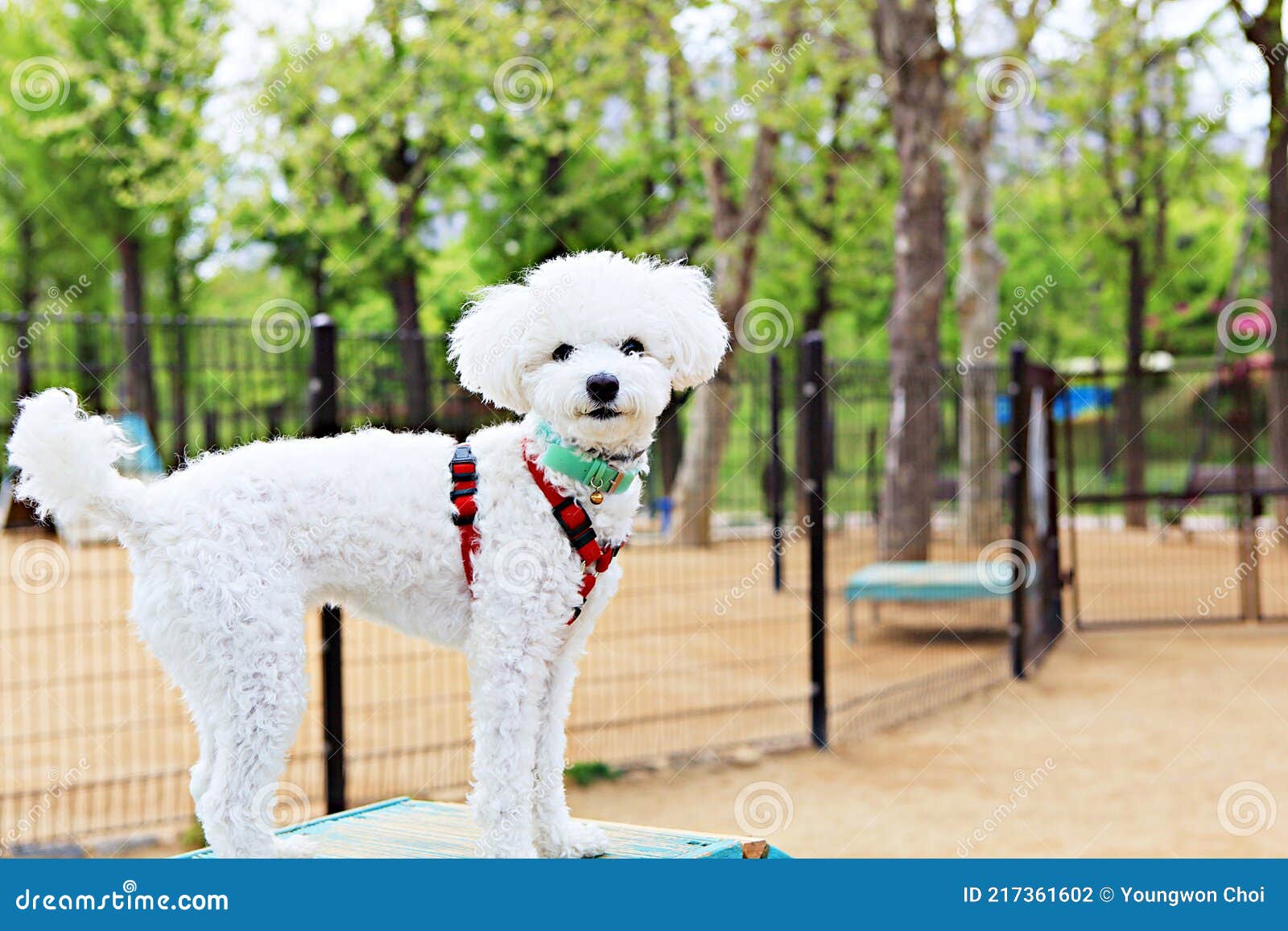 Dogs walk with humans stock photo. Image of animal, koreapark - 217361602